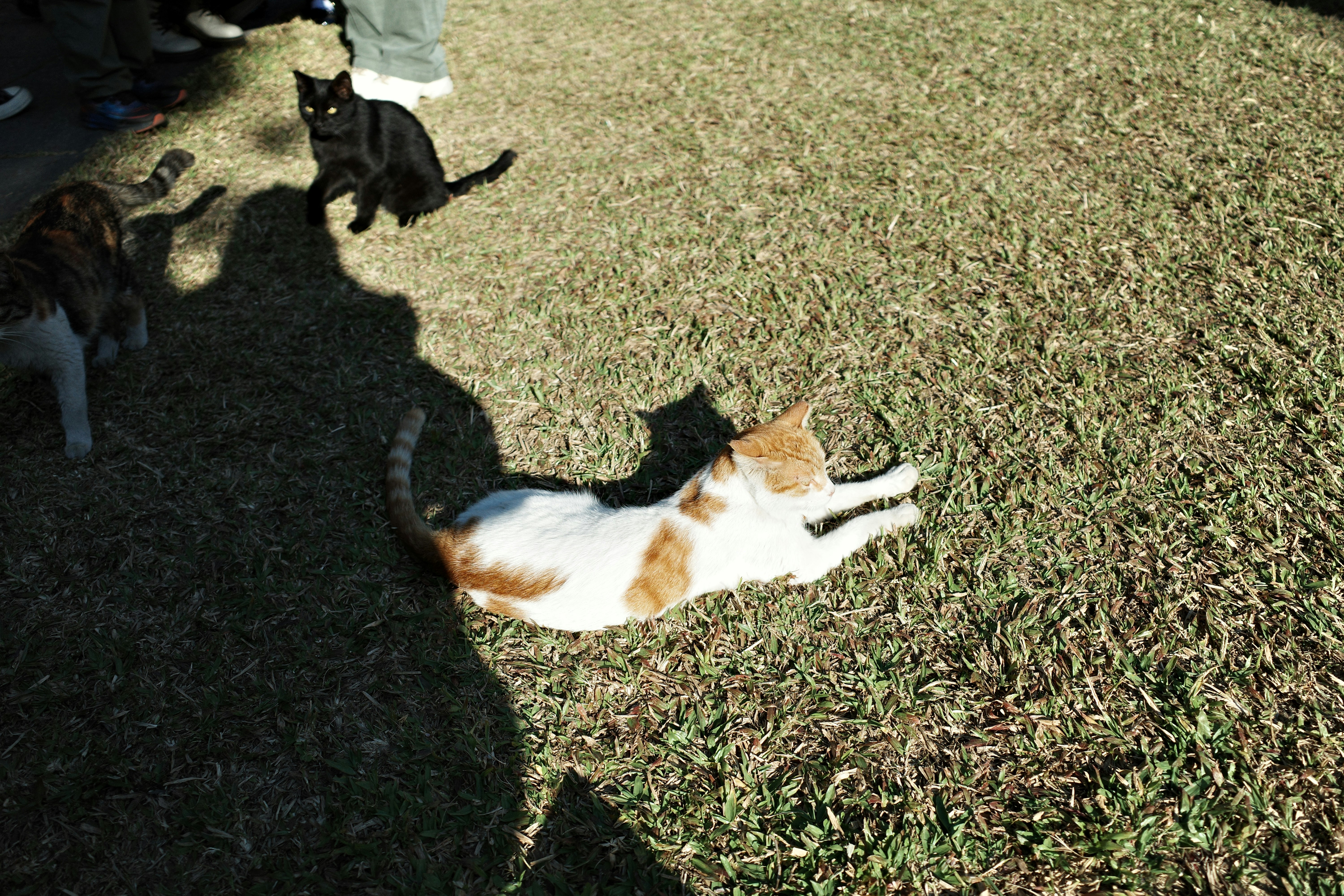 Cat Playground: A sunlit tumble of fur on a grassy patch