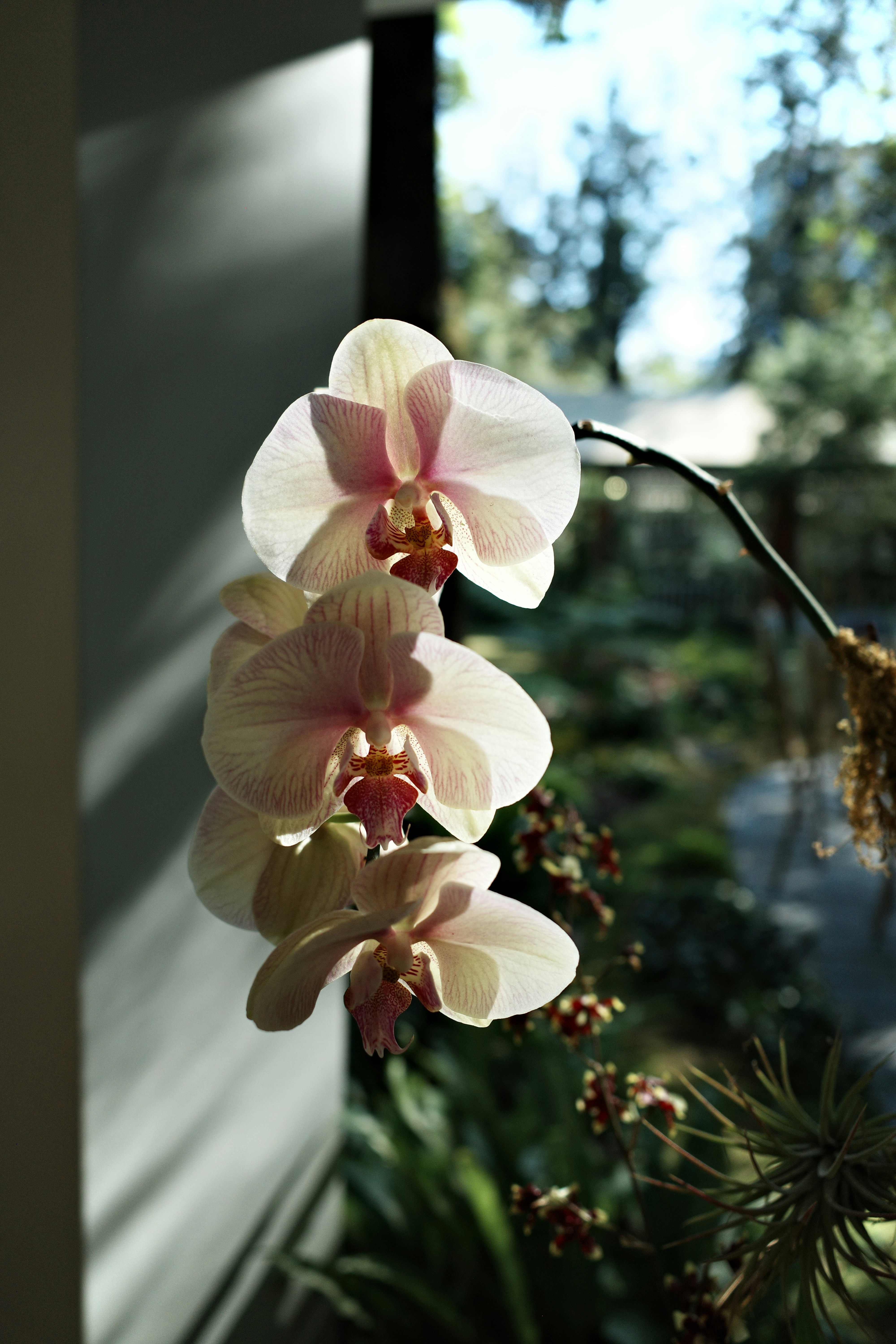 Soft Pink Phalaenopsis Cascade in Window Light