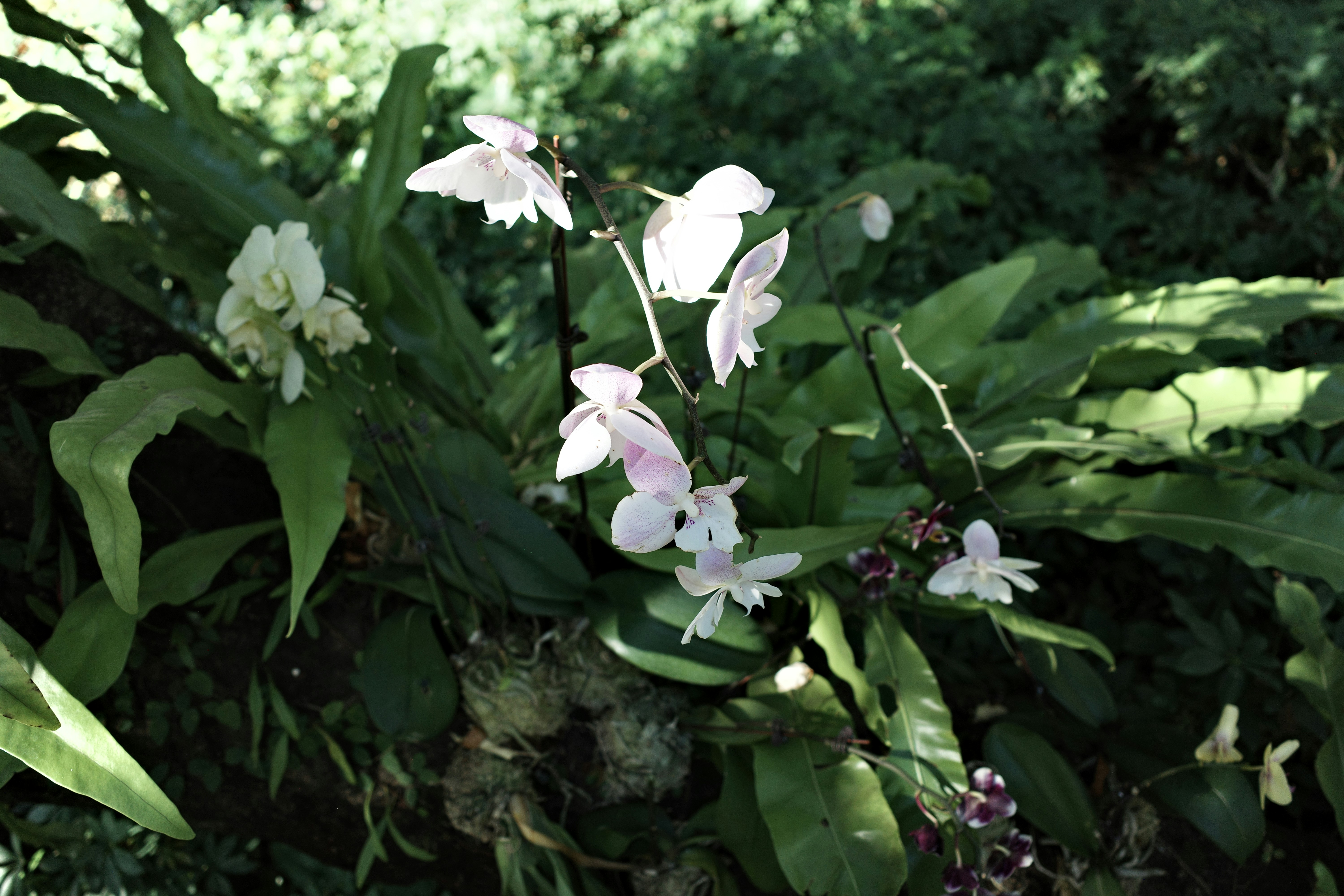 Orchid Lens in a Quiet Garden