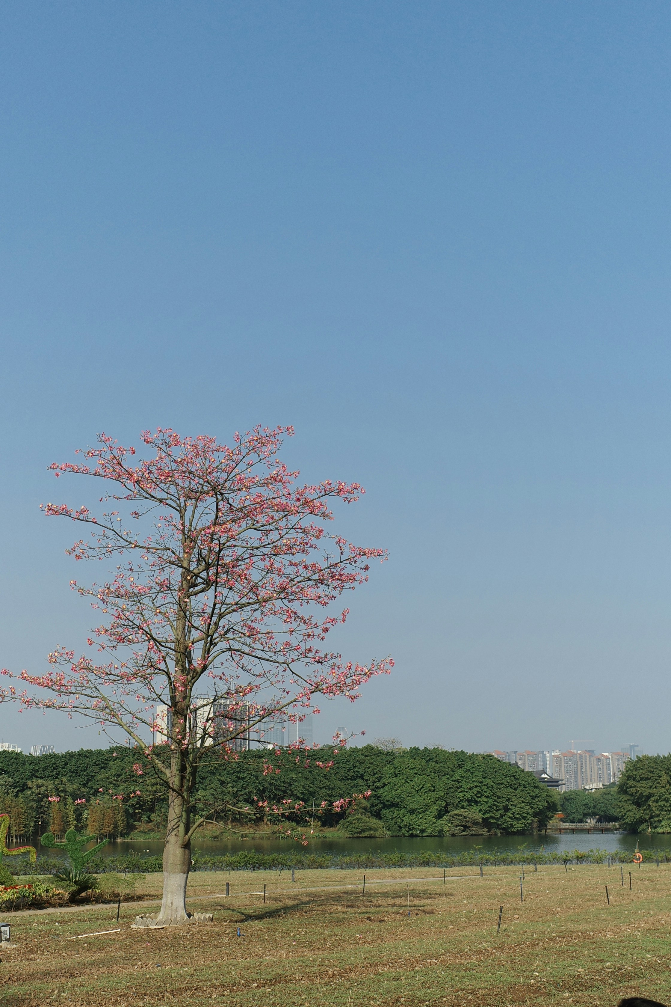 Cherry blossom tree in bloom standing beside a field with a distant cityscape and water under a blue sky.