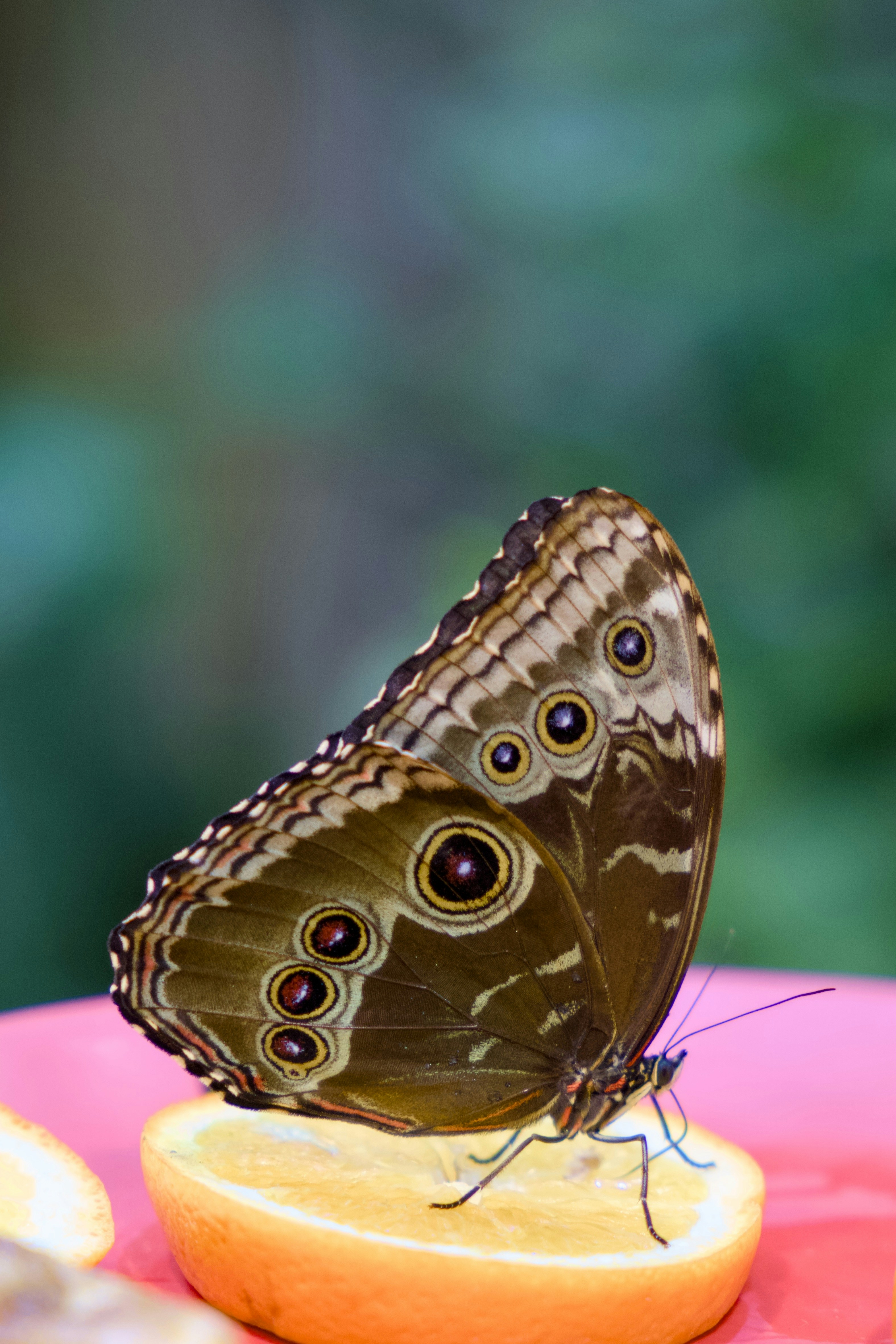 Winged Spotlight: A Painted Butterfly Resting on Citrus Glow