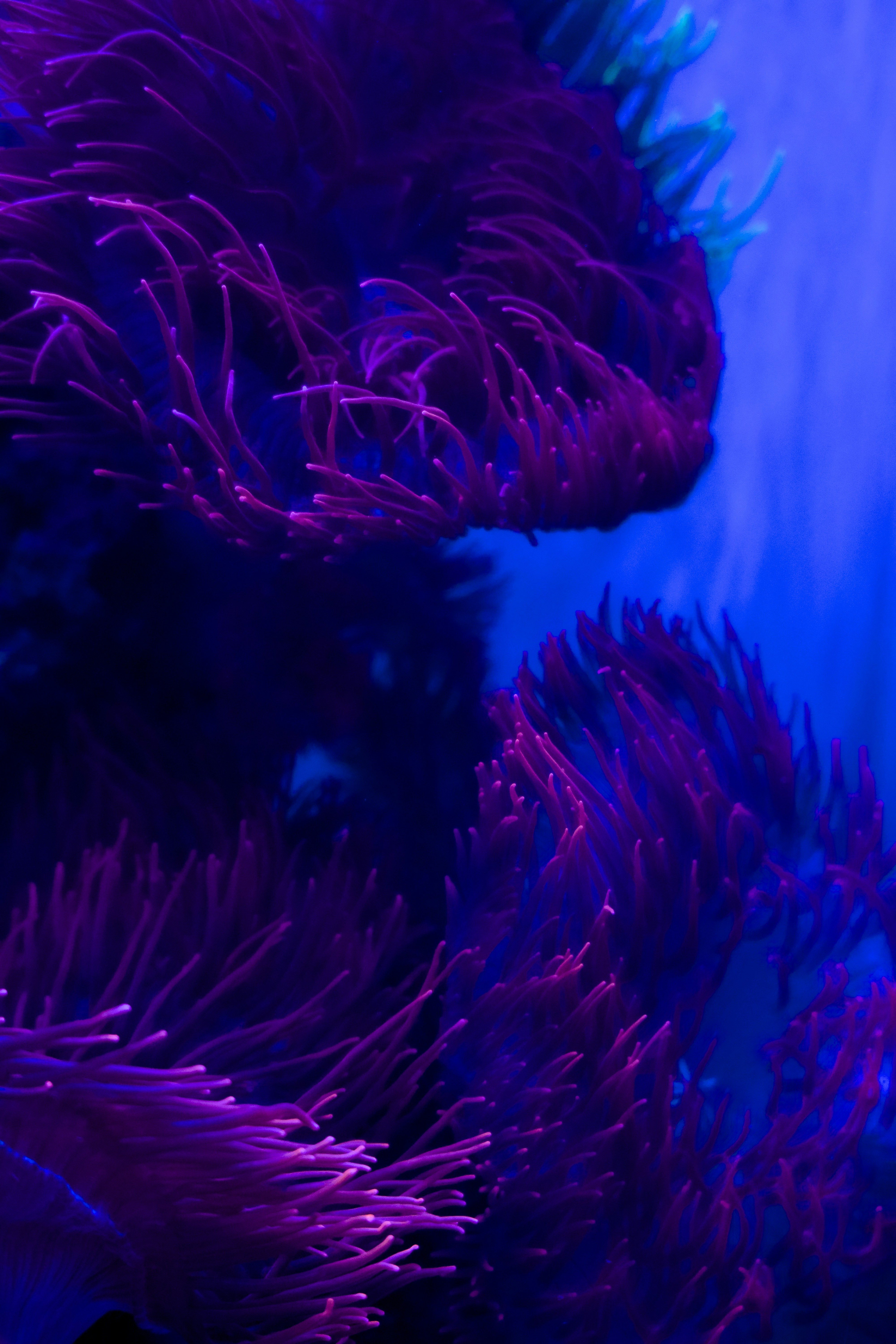 Violet anemone forests beneath blue tides