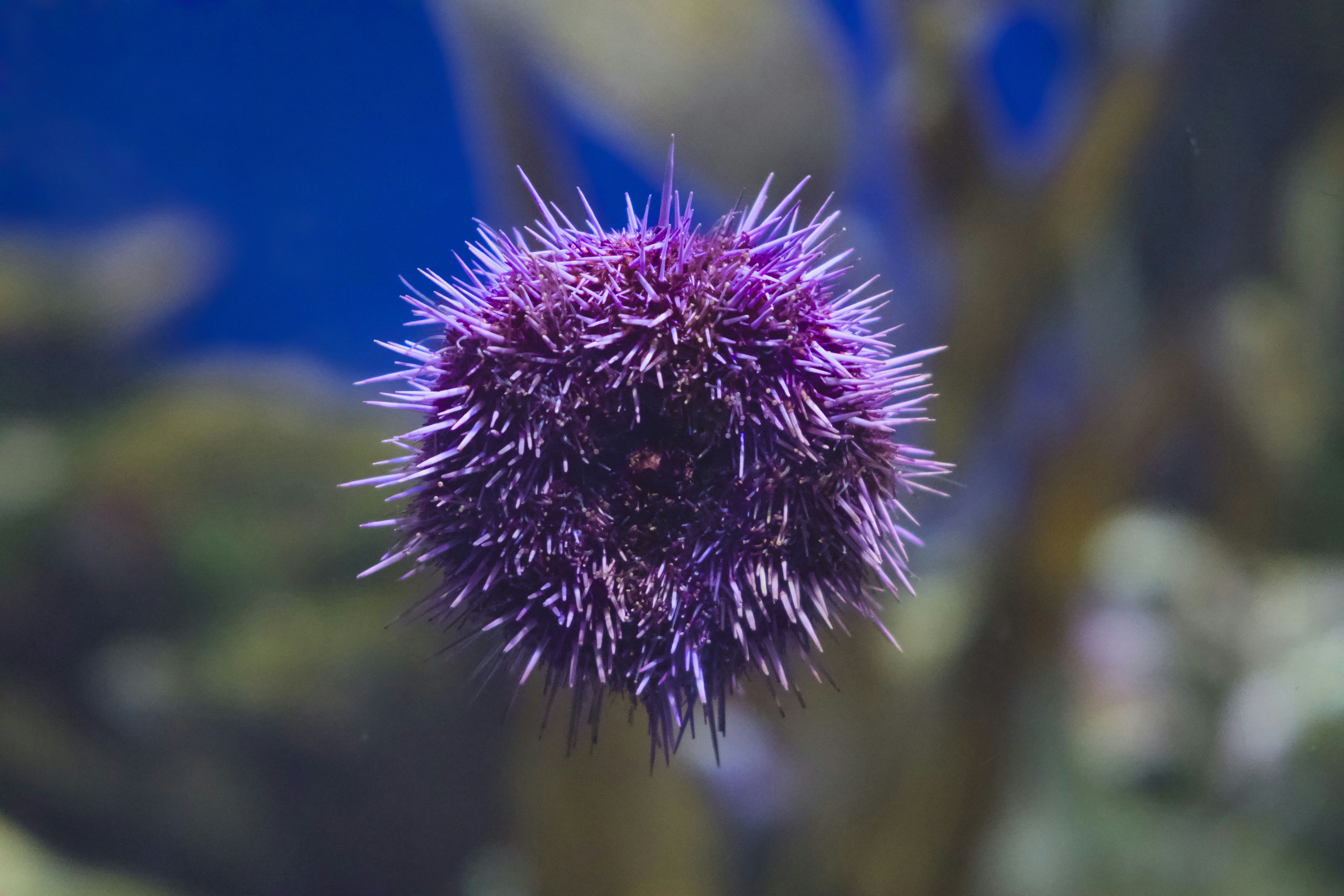 Floating Velvet Burst: A Close-Up of a Purple Sea Urchin Bloom