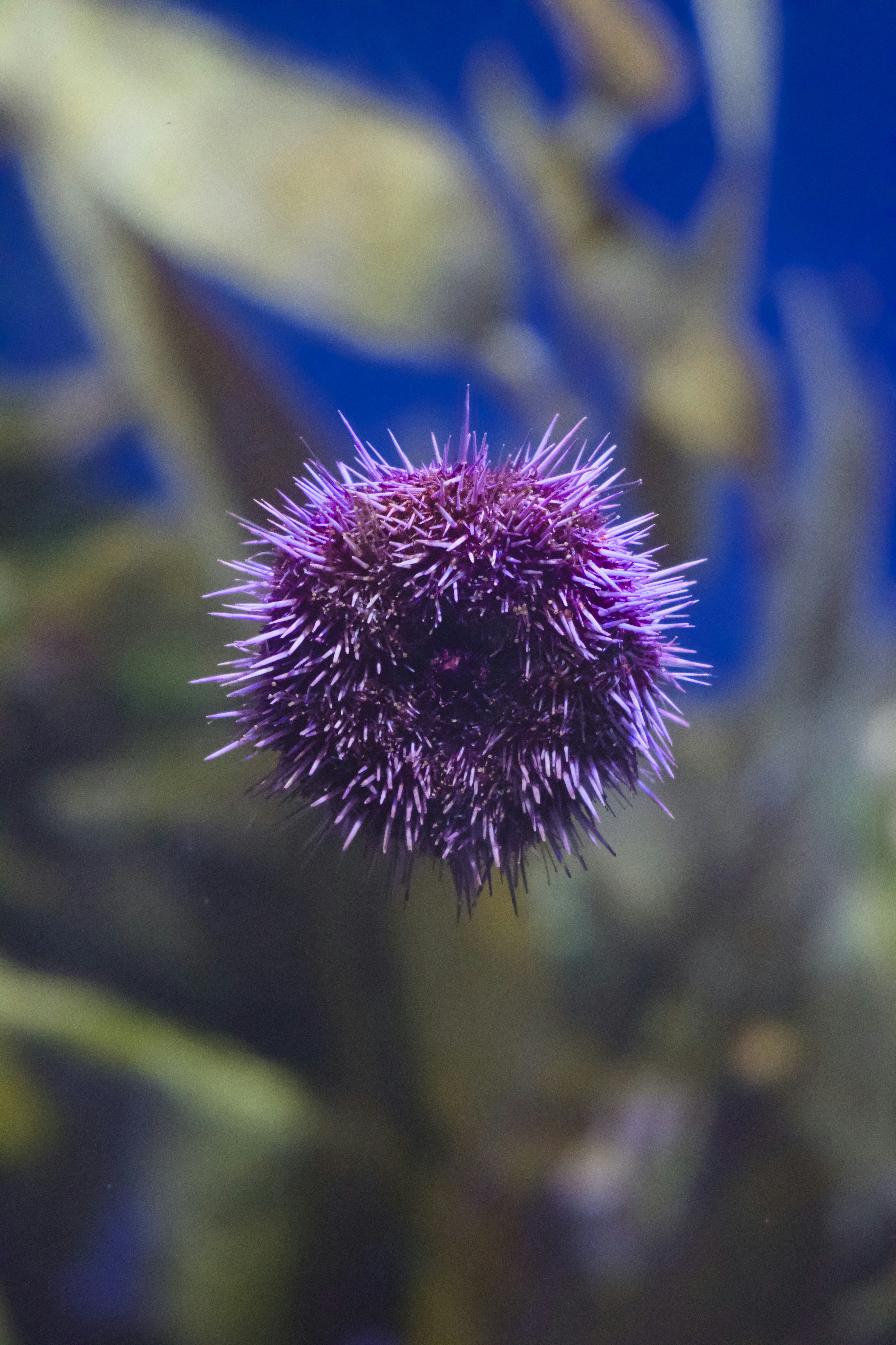 Purple Sea Urchin Blossom: A Close-Up of a Spiny Marvel