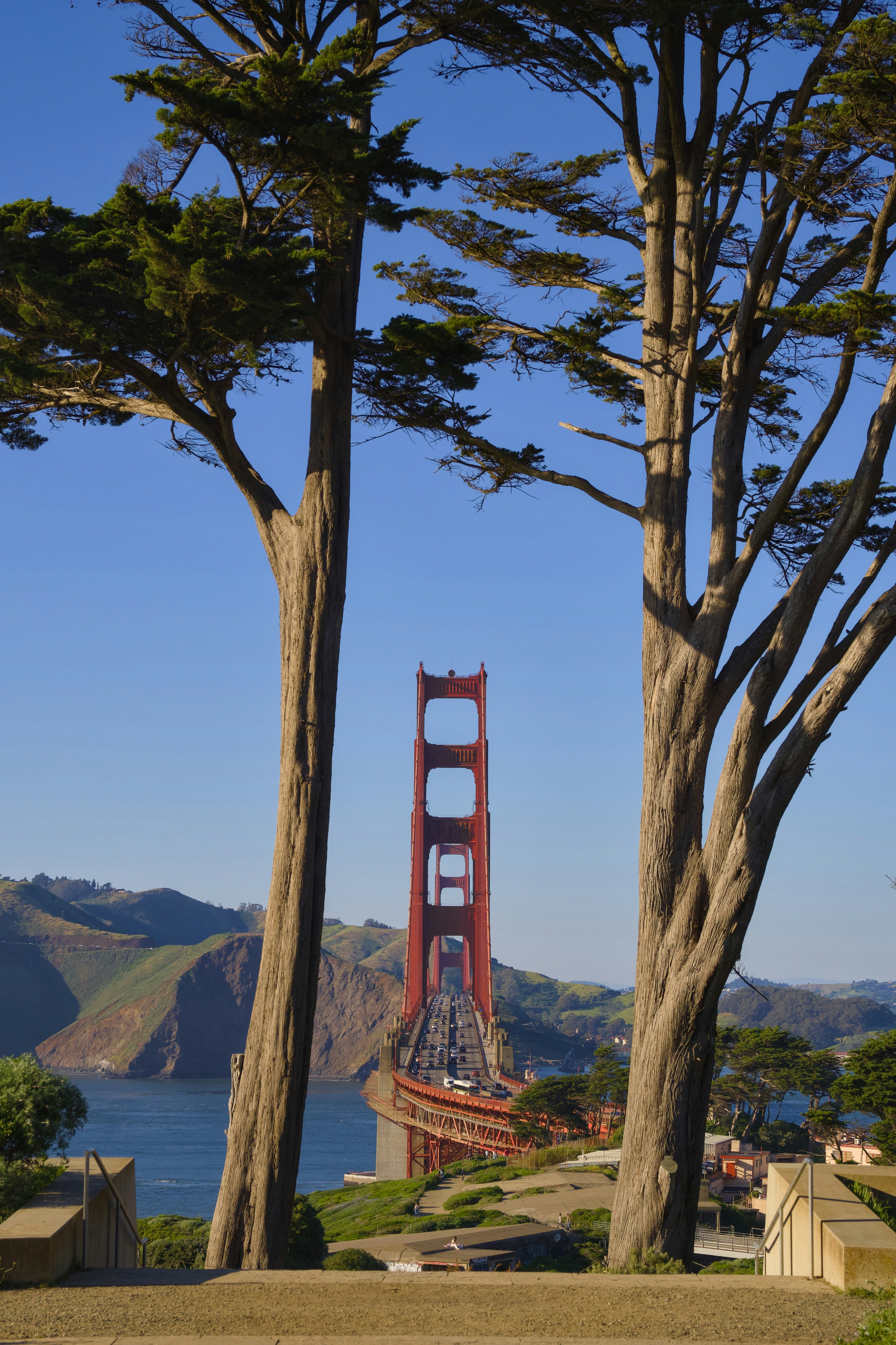 Bridge through the Trees: Golden Gate Framed by Coastal Pines