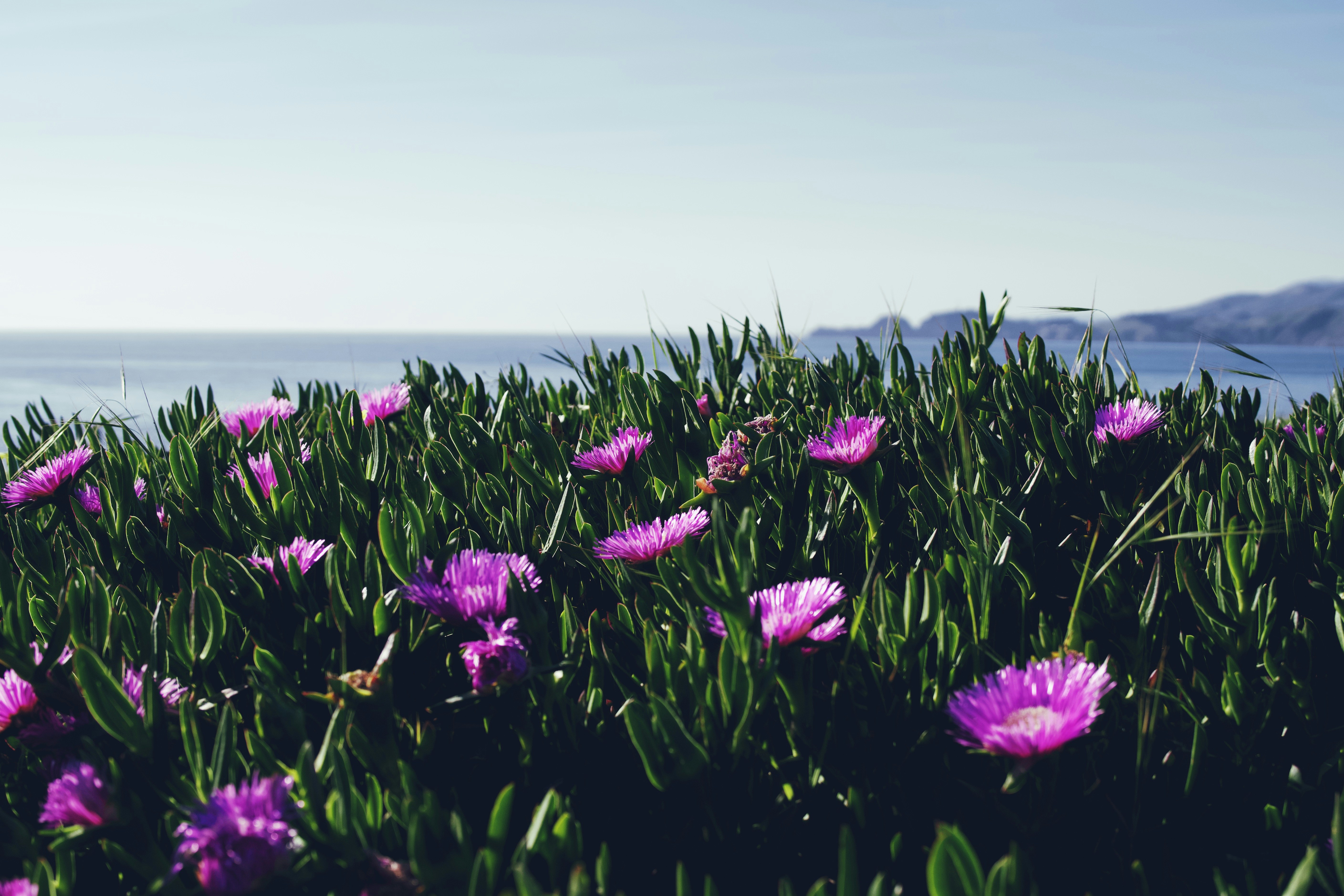 Pink flowers bloom near the ocean under a clear sky. photo – Free Sea ...