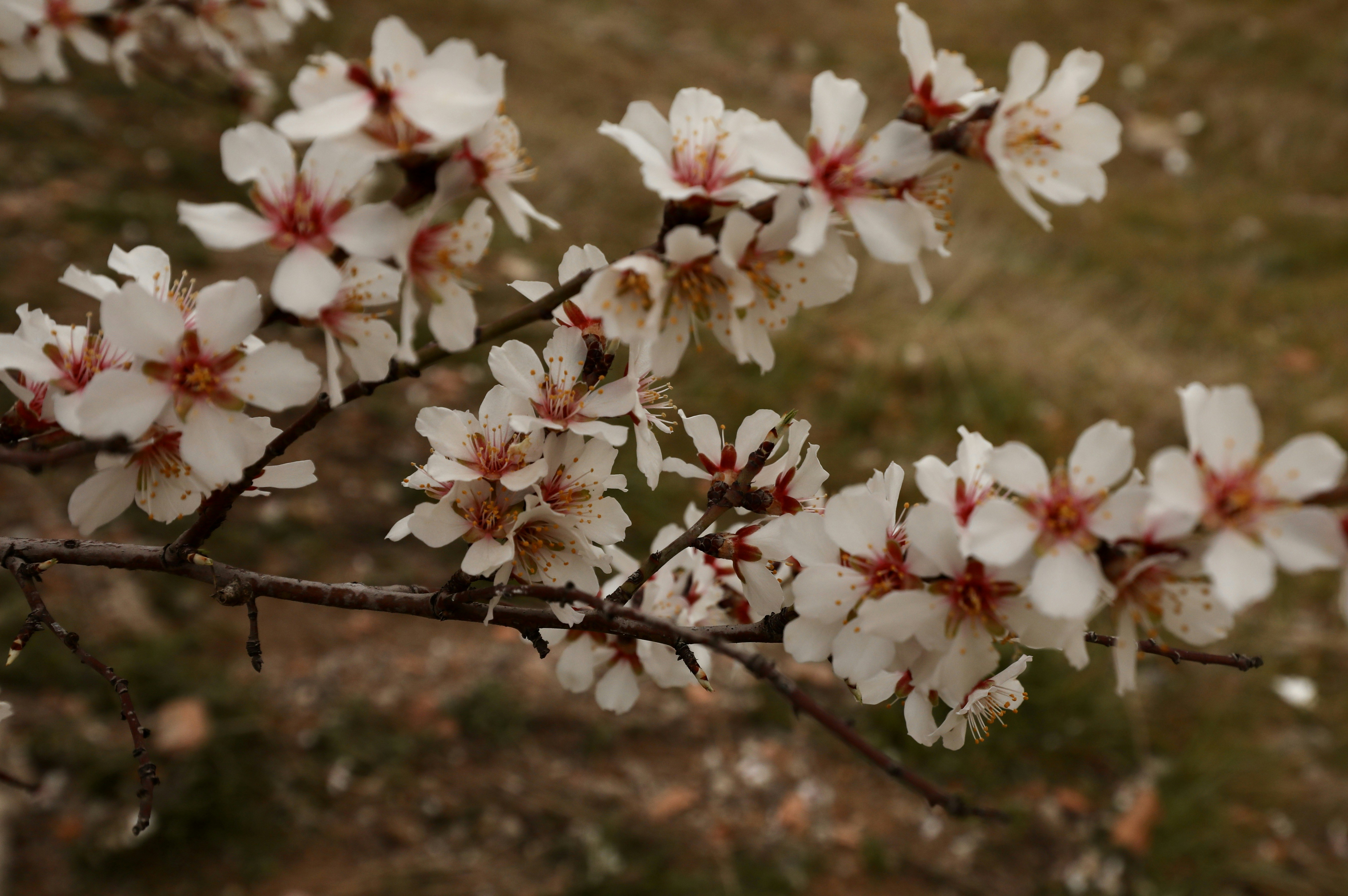 White blossoms in bloom: a close-up on spring's delicate branches