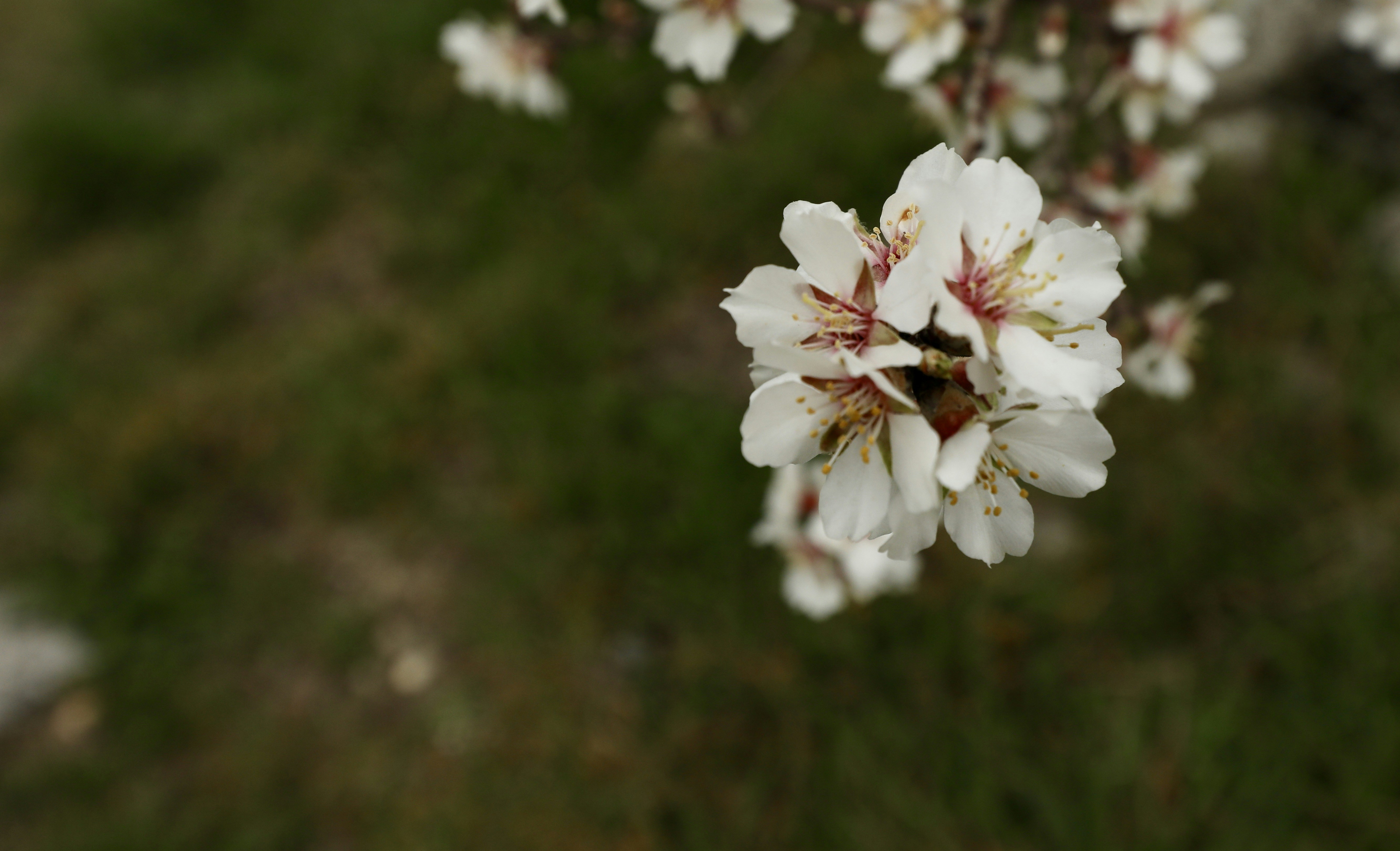 Bloom in Focus: A Cradled Lily Orchard