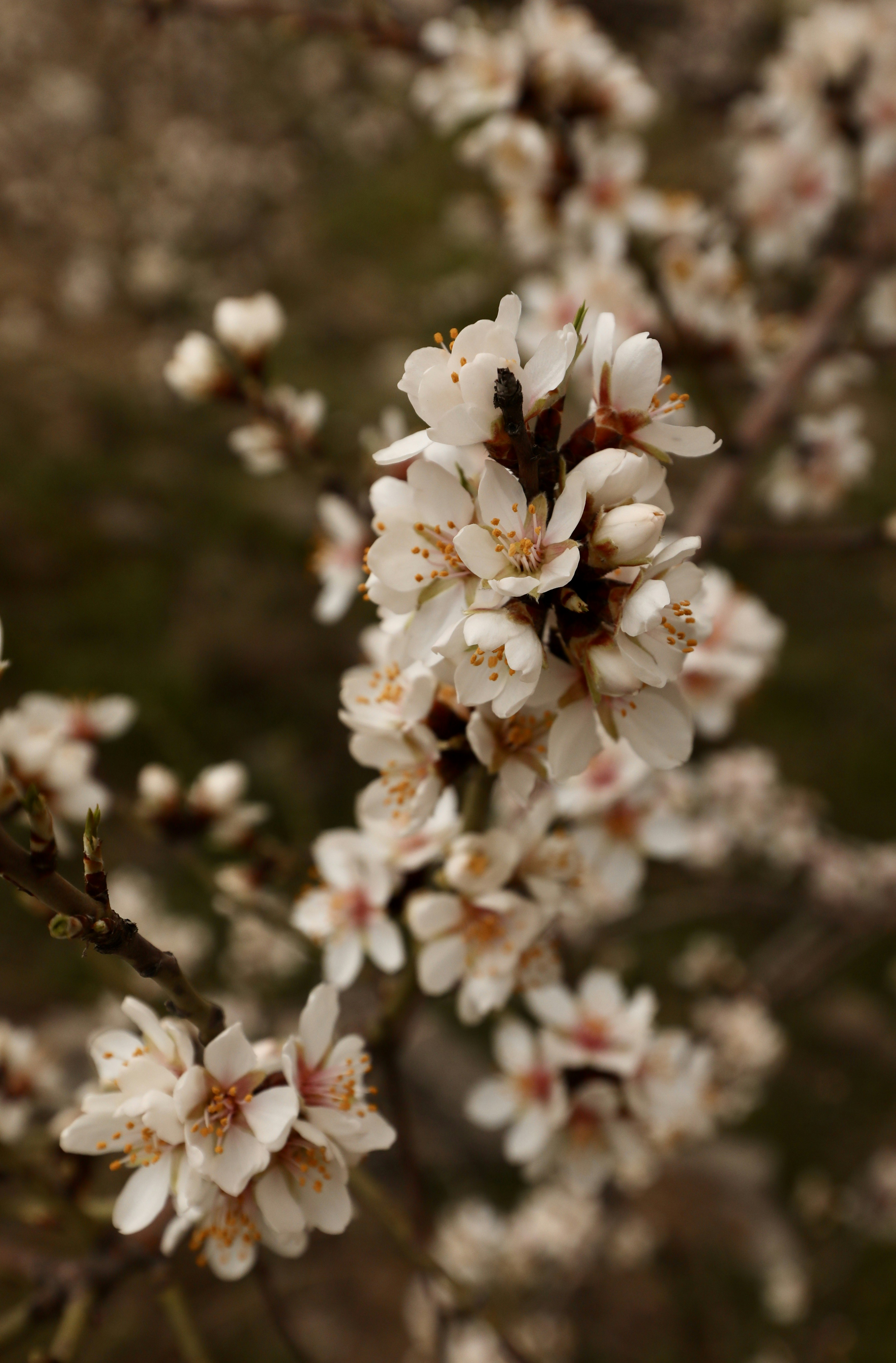 Blossoms in Focus: A Close-Up of White Quince Flowers