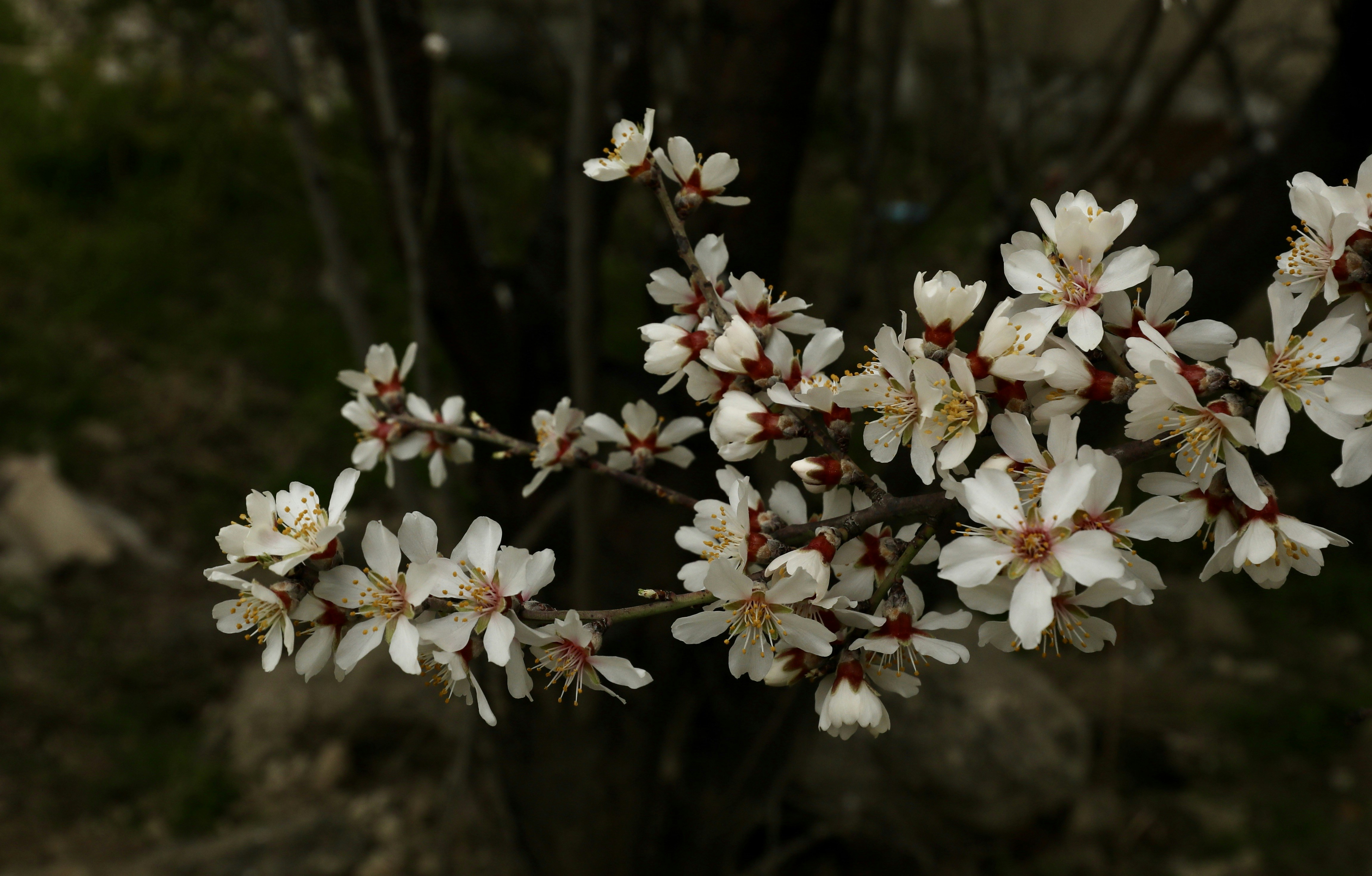 White blossoms in focus along a shadowed branch