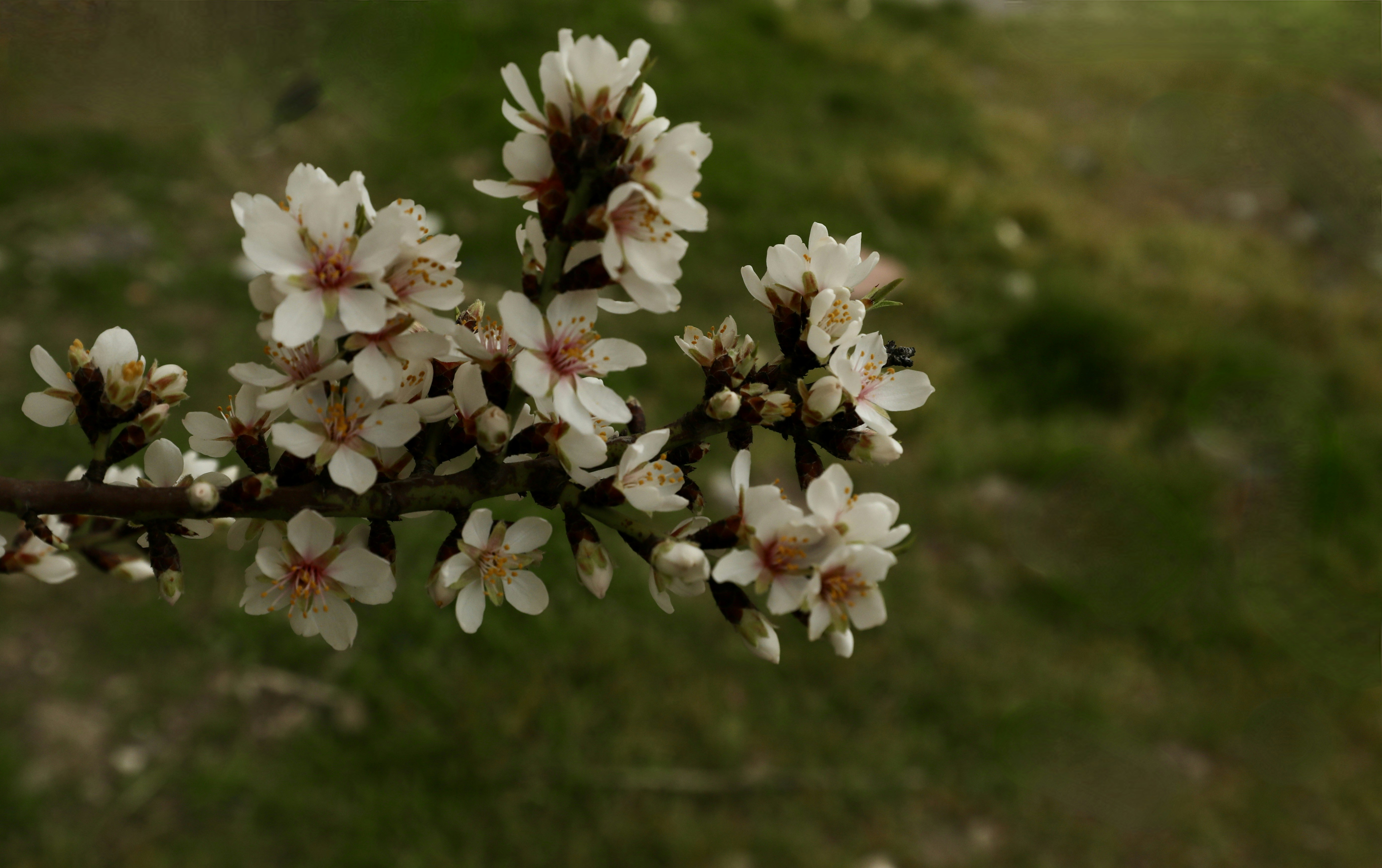Blossoms on a Quiet Branch
