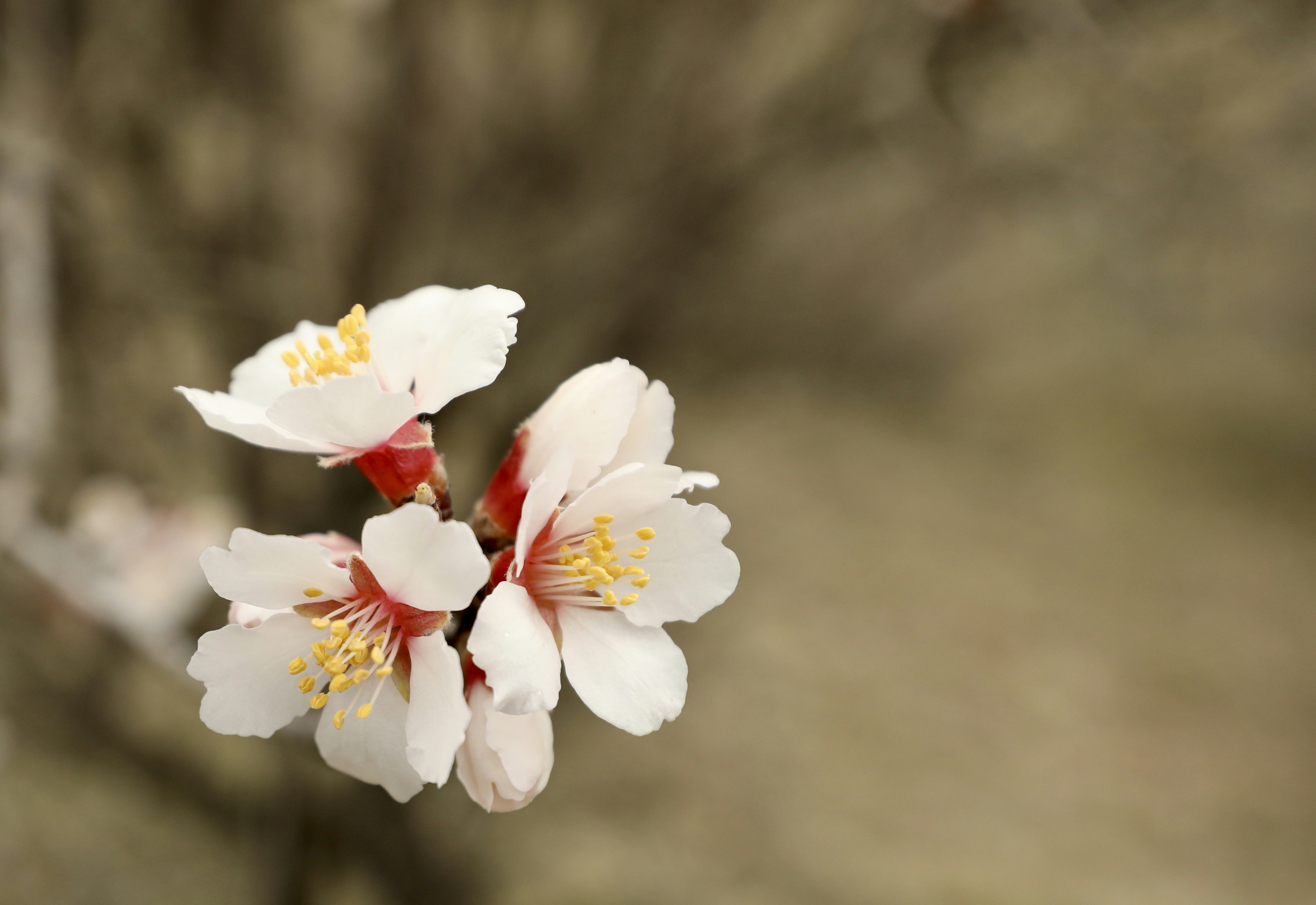 Petals in Focus: a Fragile Blossom Against a Soft Fall