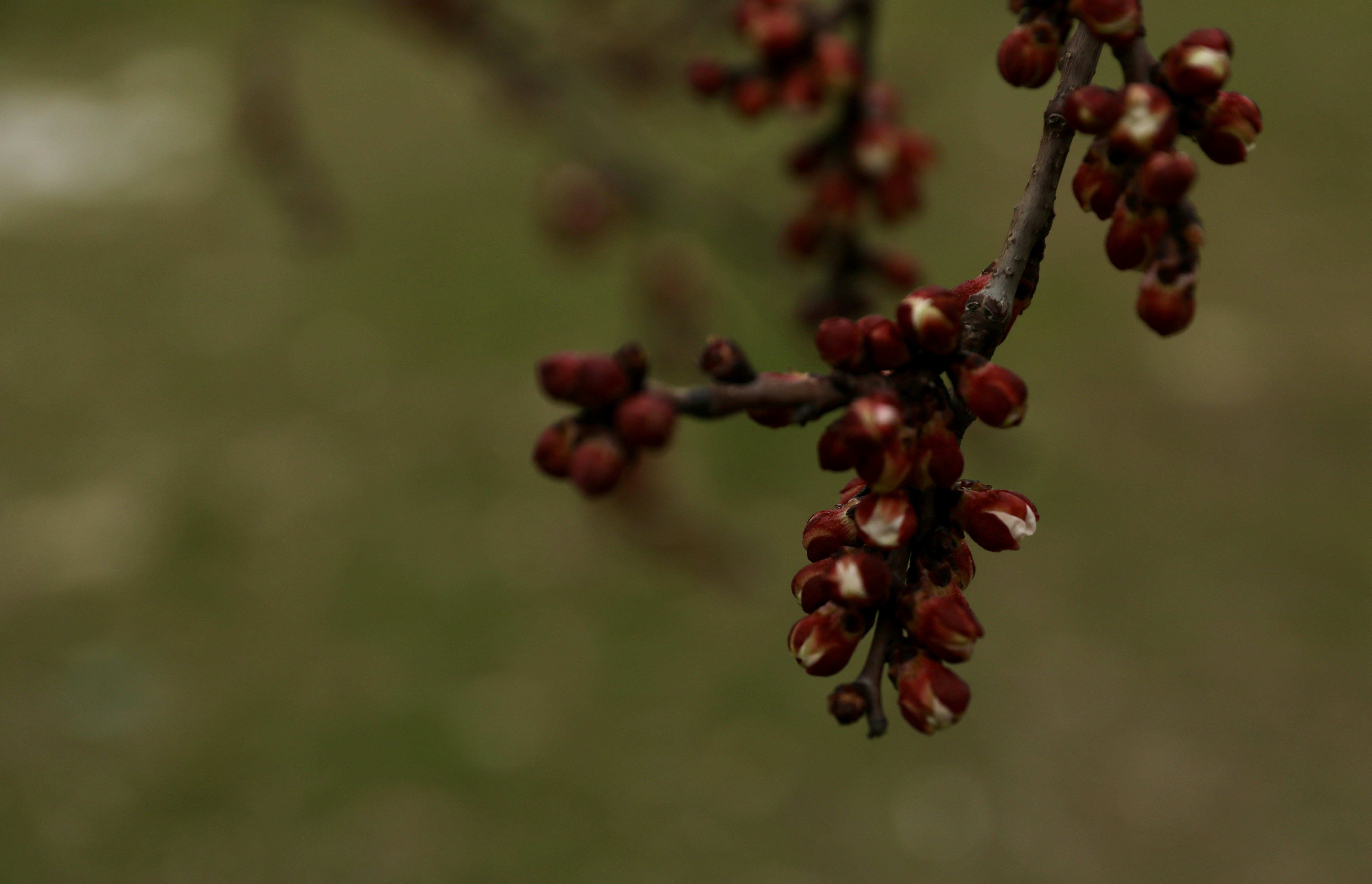 Red Berries on a Dim Branch