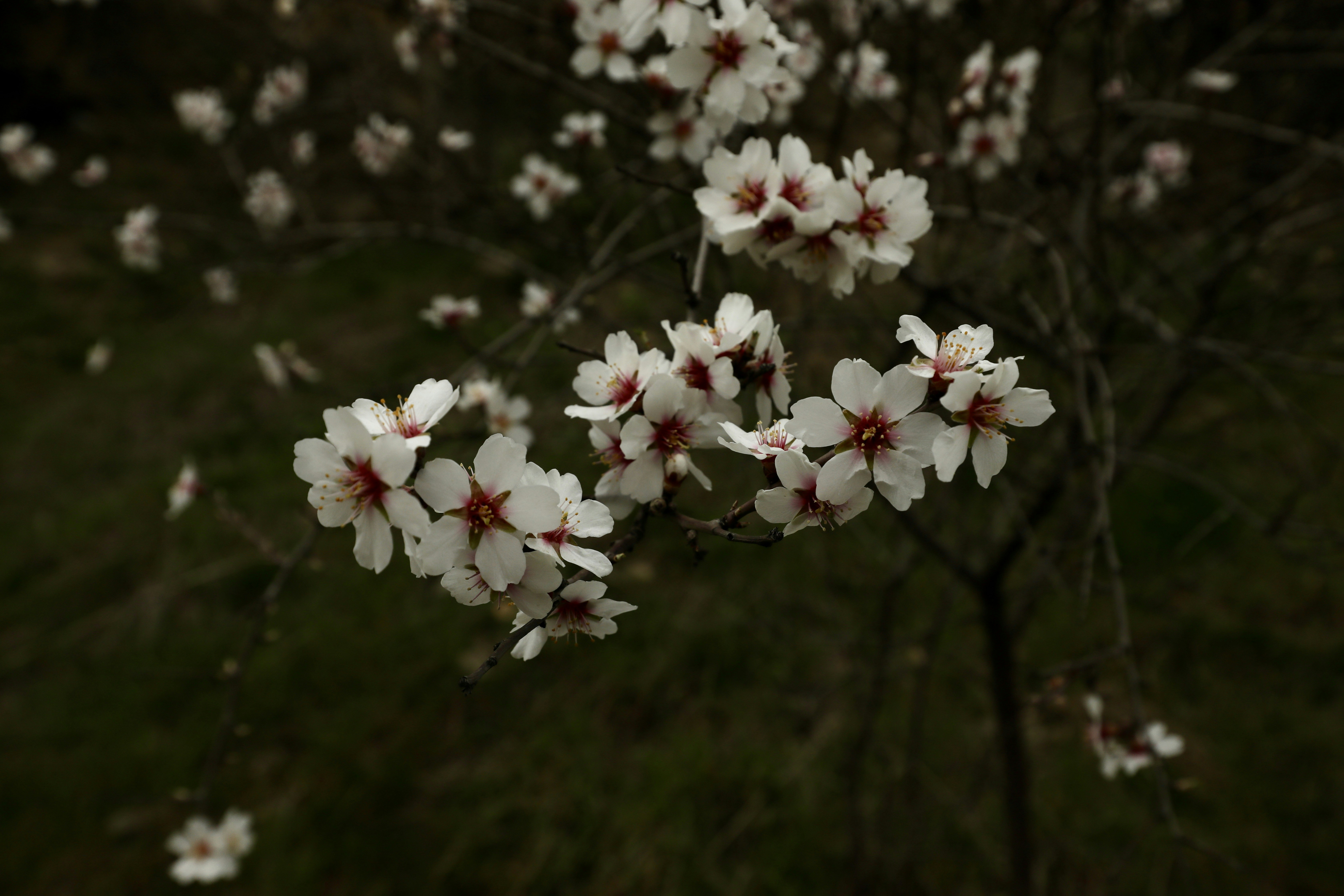 Blossoms in a Shadowed Glade
