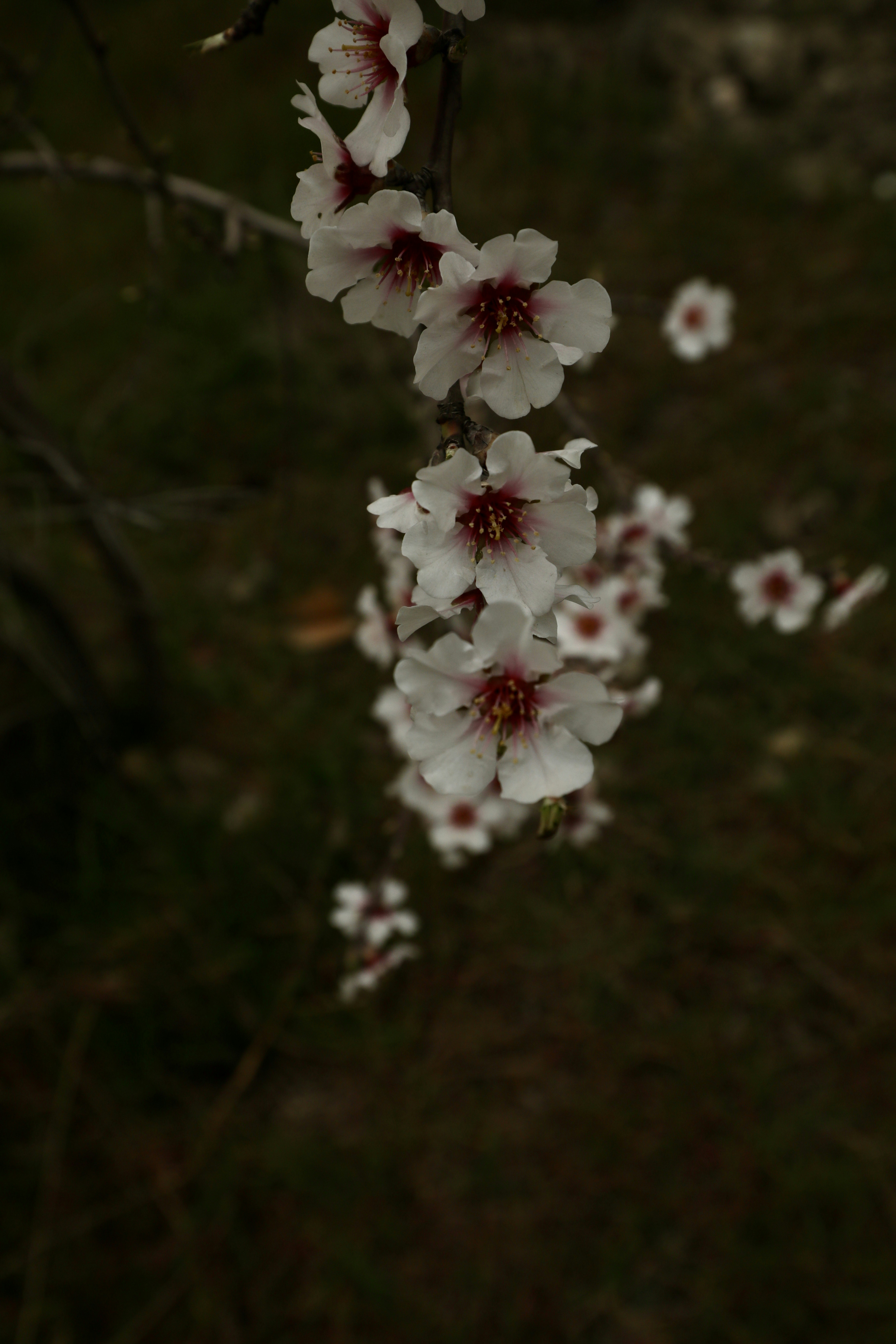 Blooms Hanging in Soft Focus: A Cascade of White-Pink Petals
