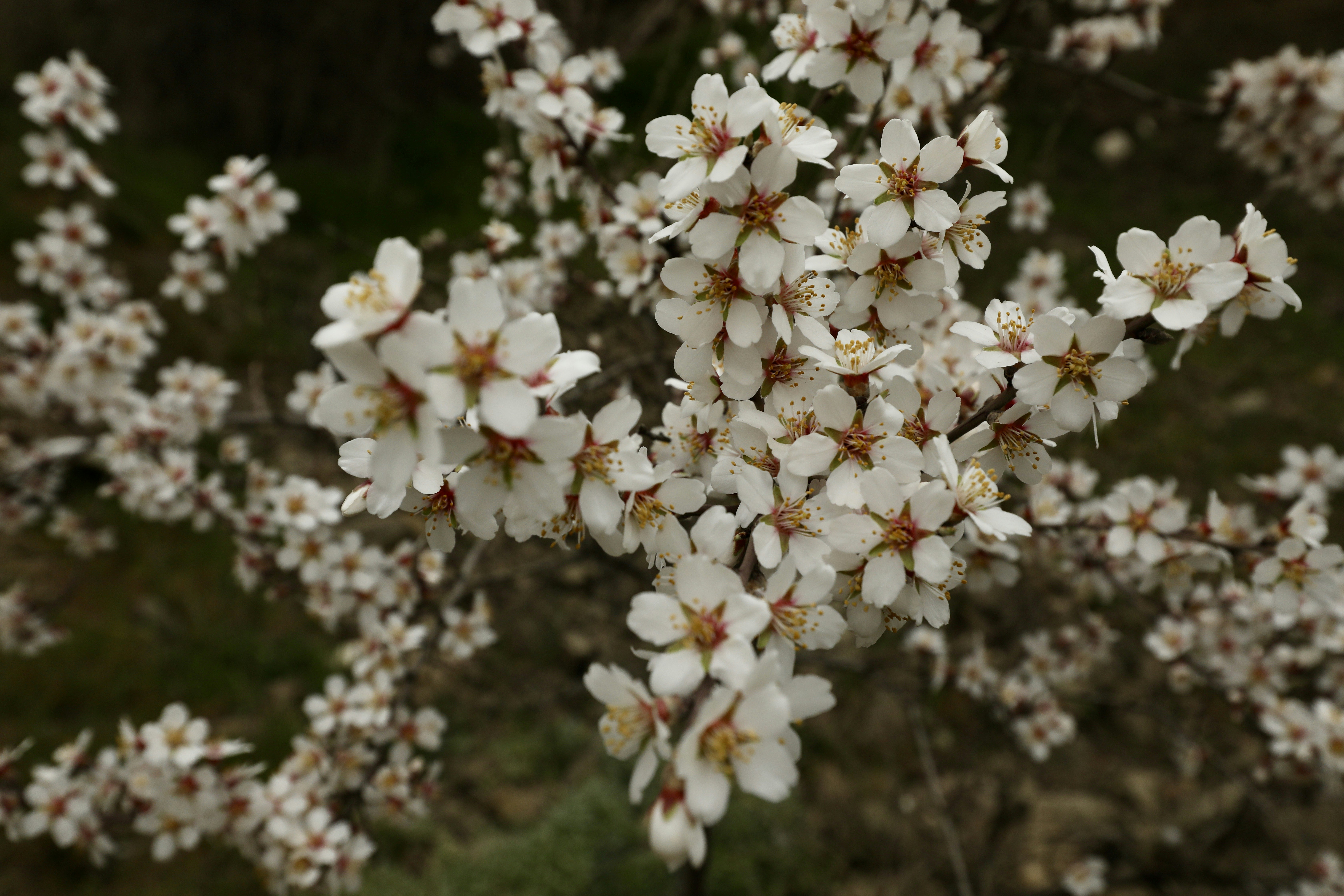 Whispering Blossoms: White Petals in Perfect Clusters