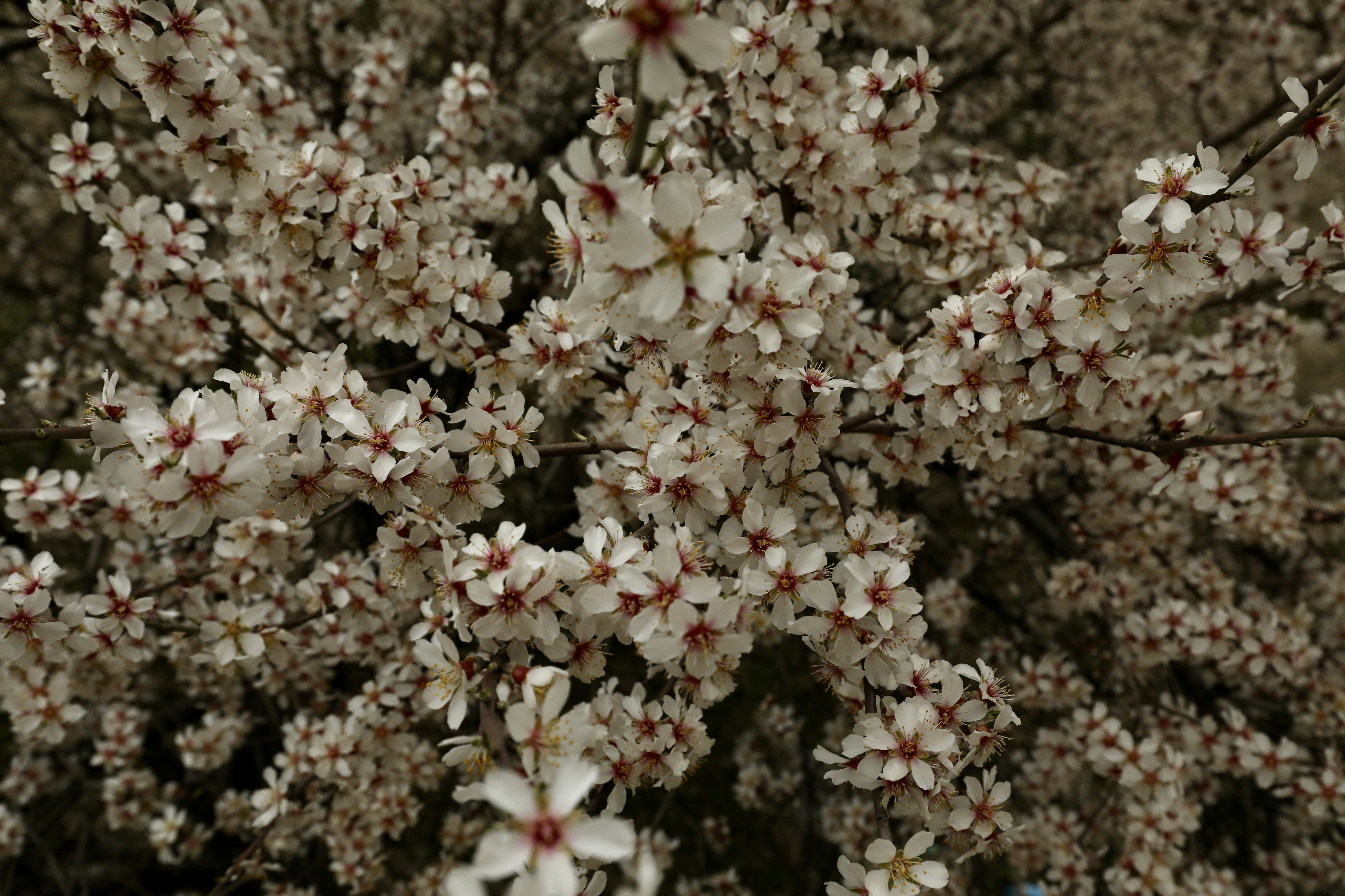 Snowy Petals: a dense bloom of pale blossoms with crimson centers