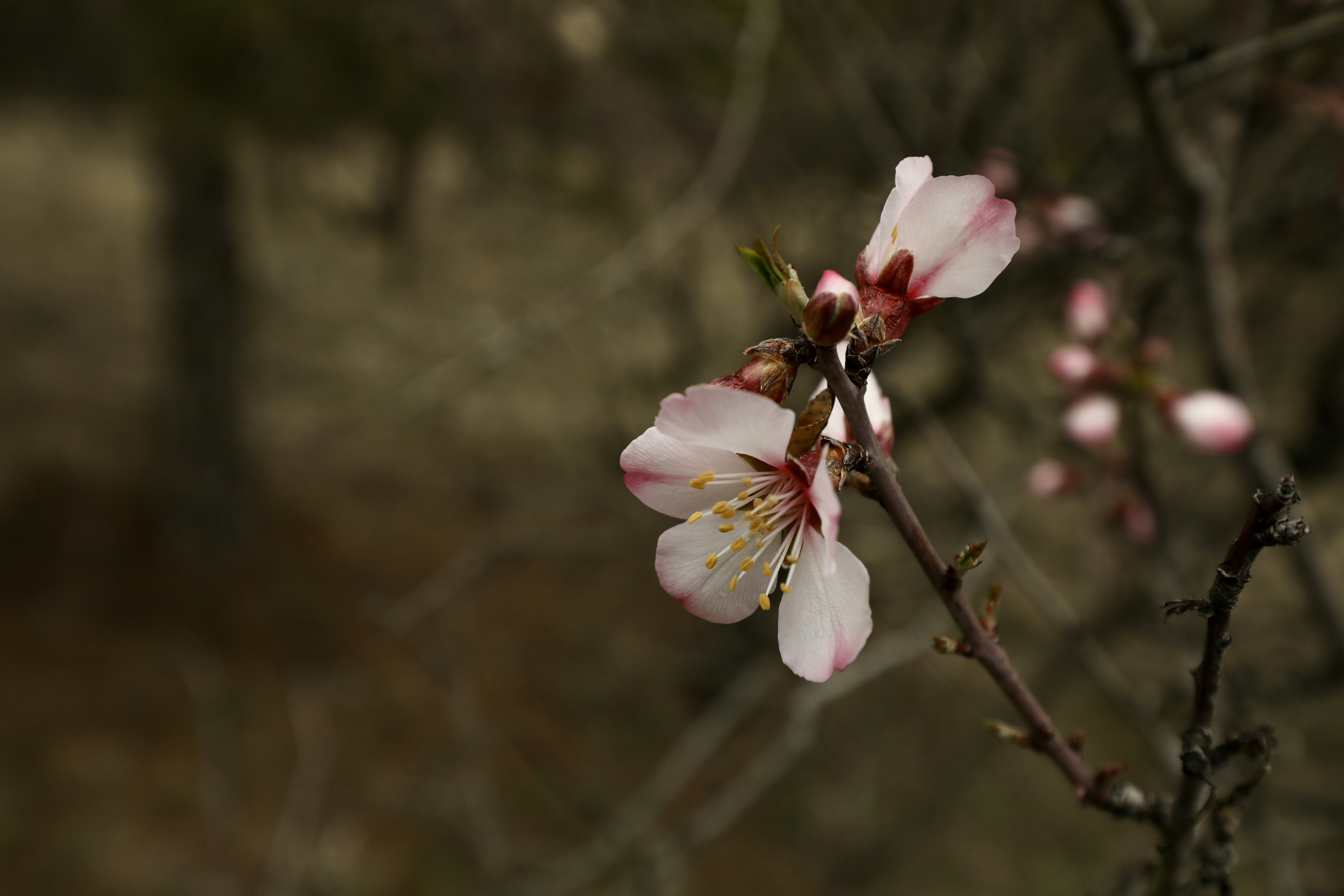Blossom Whisper on a Bare Branch