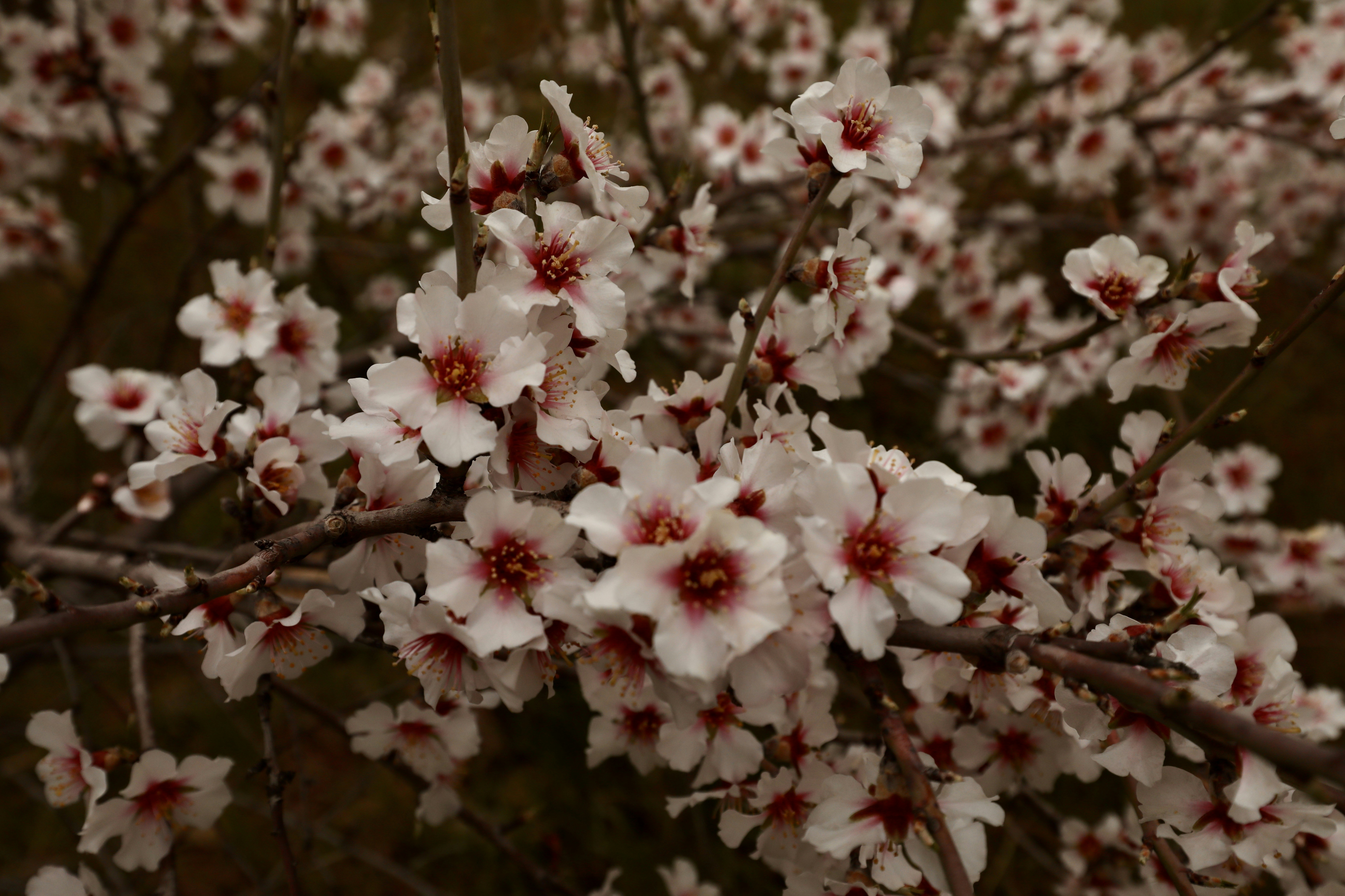 Blossoms in Focus: A Quiet Cloud of Petals