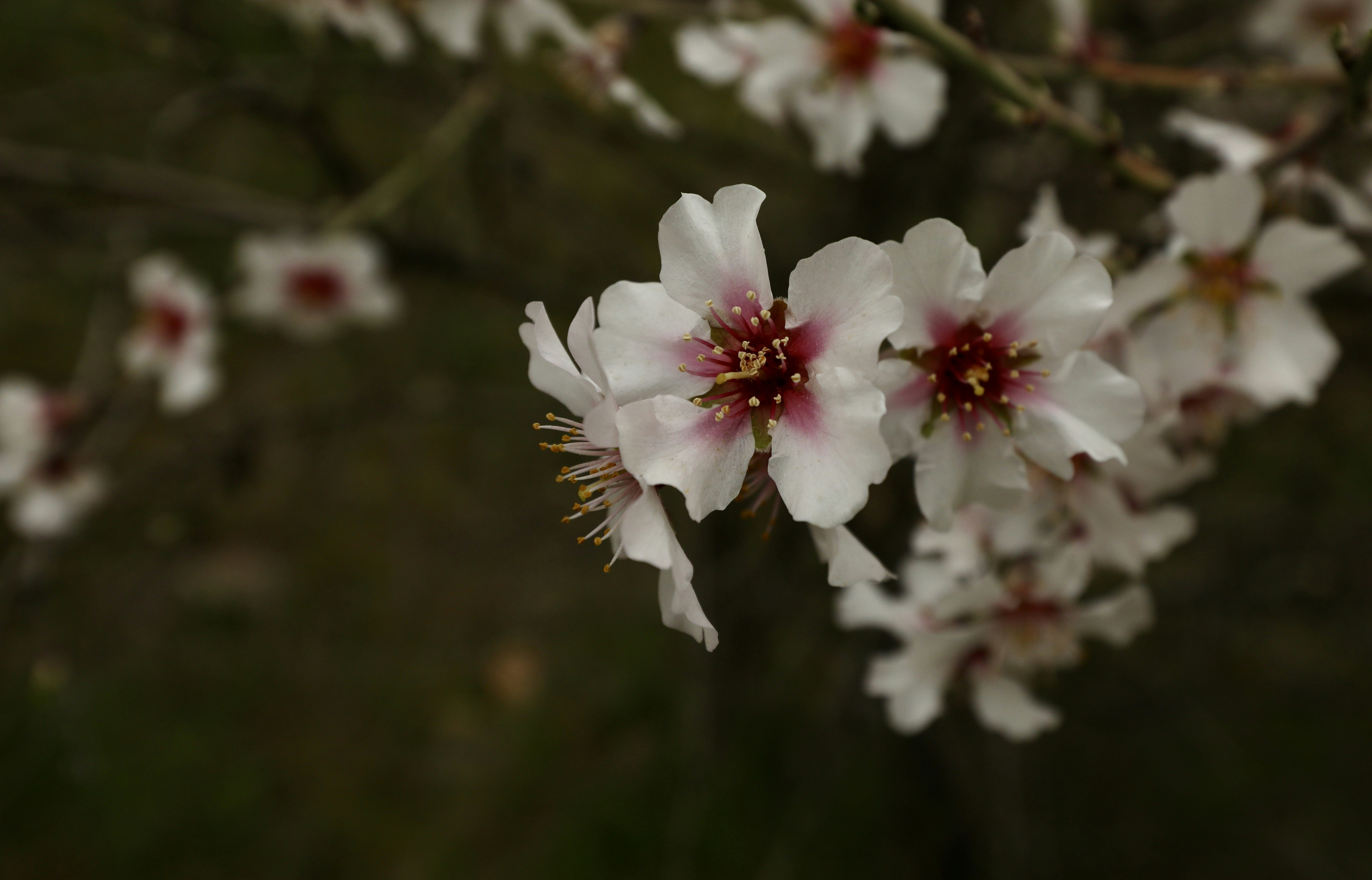 Crimson-White Blossom in Soft Focus