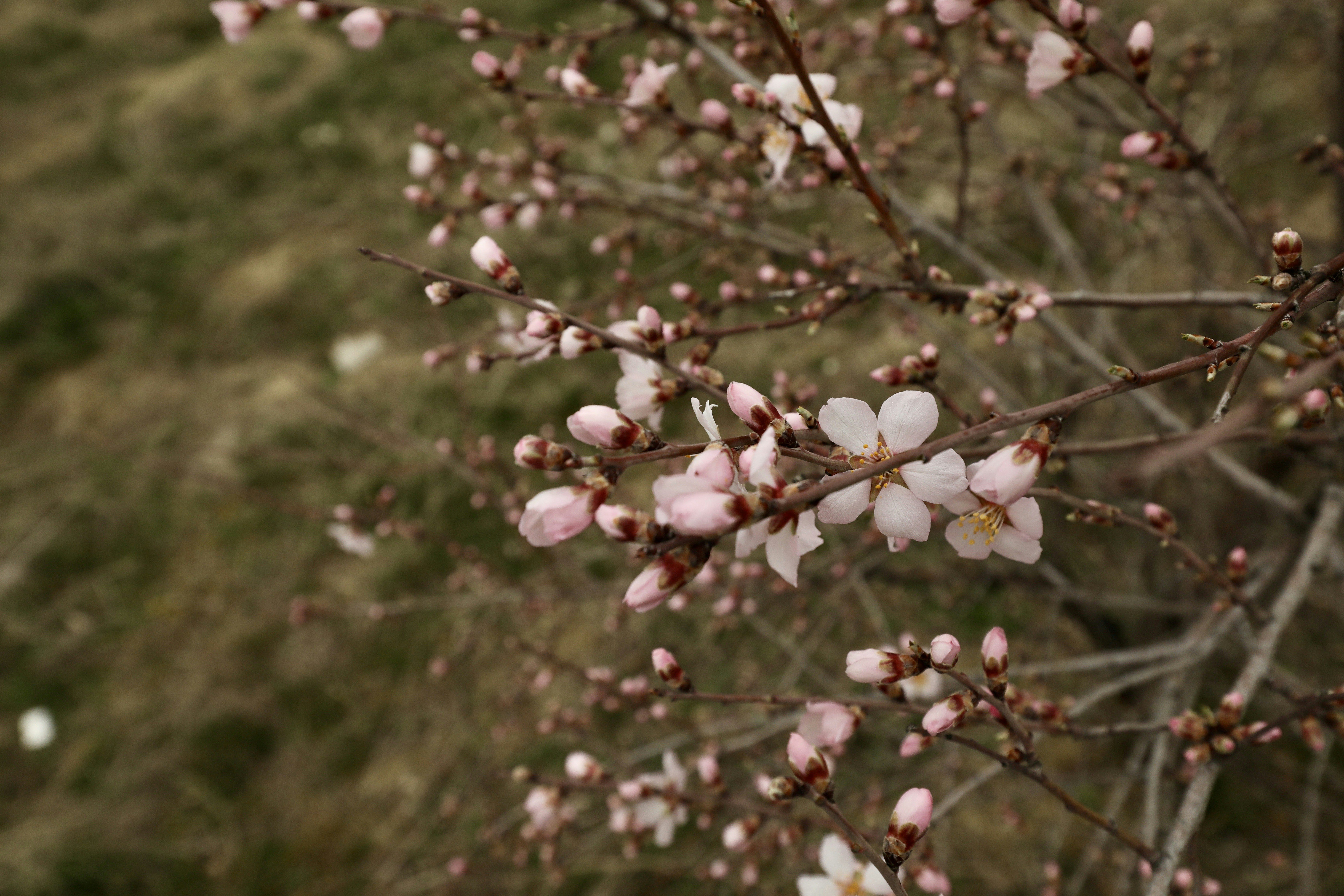 Blossoms at the Edge: Delicate Pink Blooms Against a Blurred Green hillside