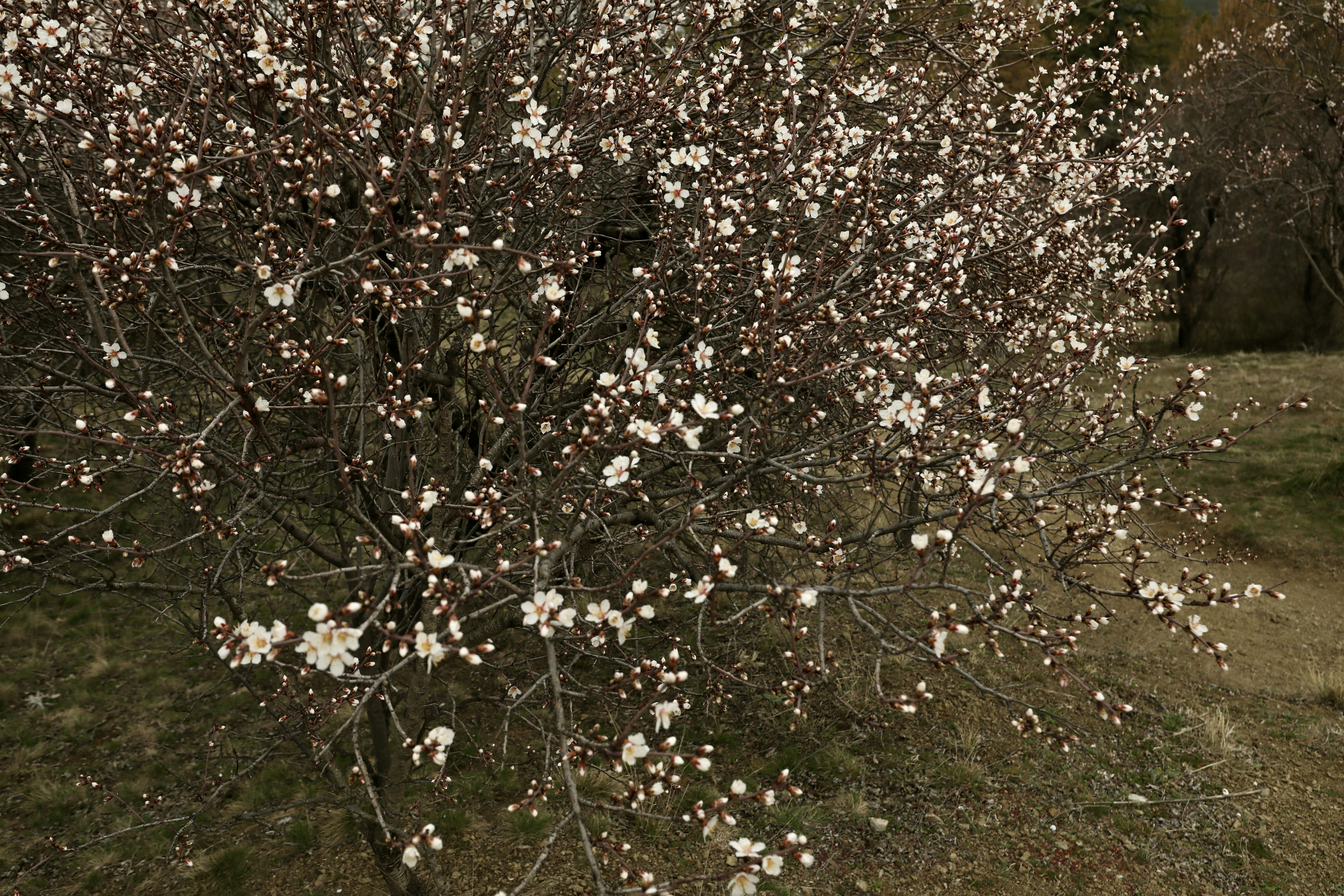 Blossoms Debut: A Quiet Orchard in Early Light