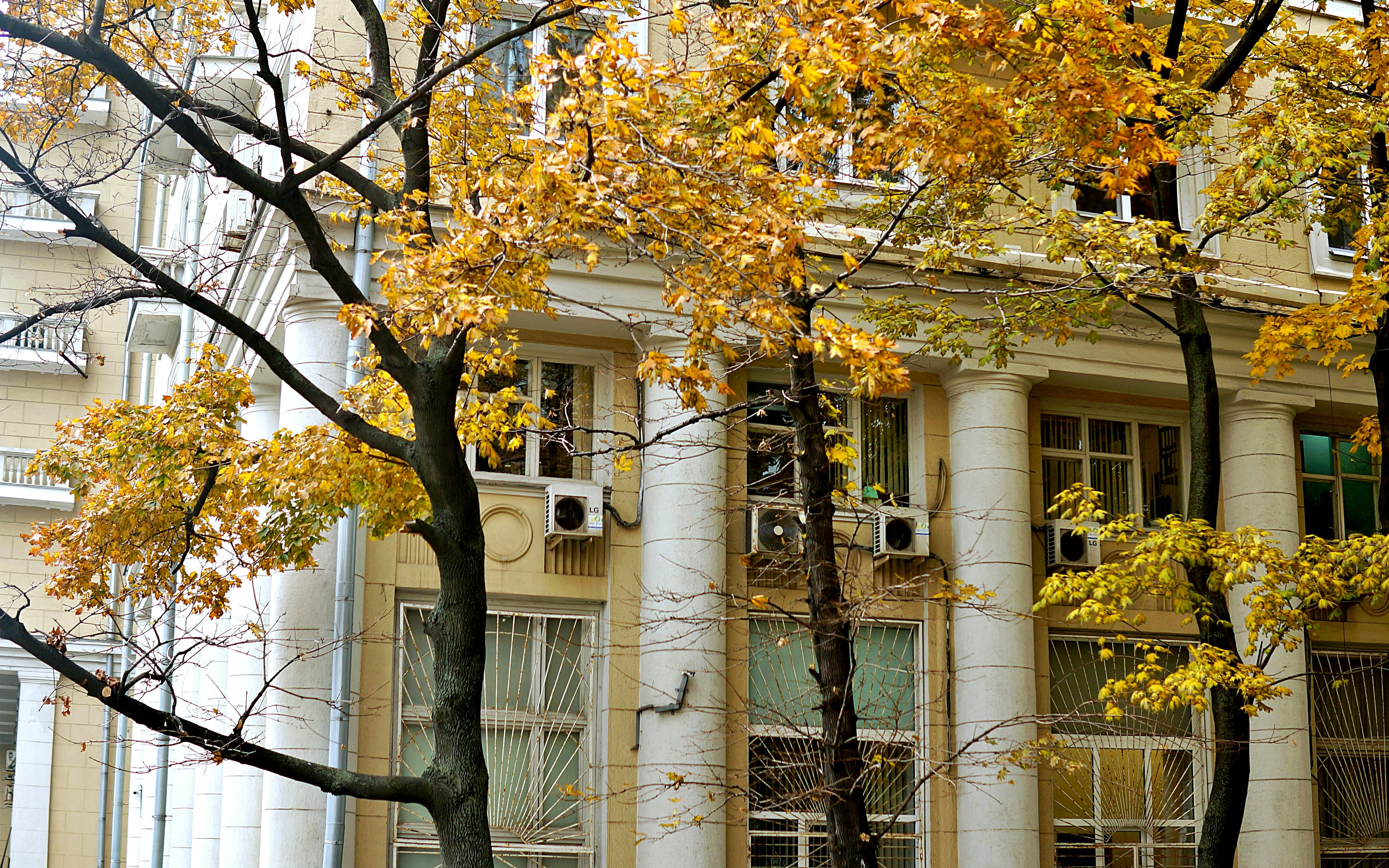 Autumn facade: amber leaves and patterned windows