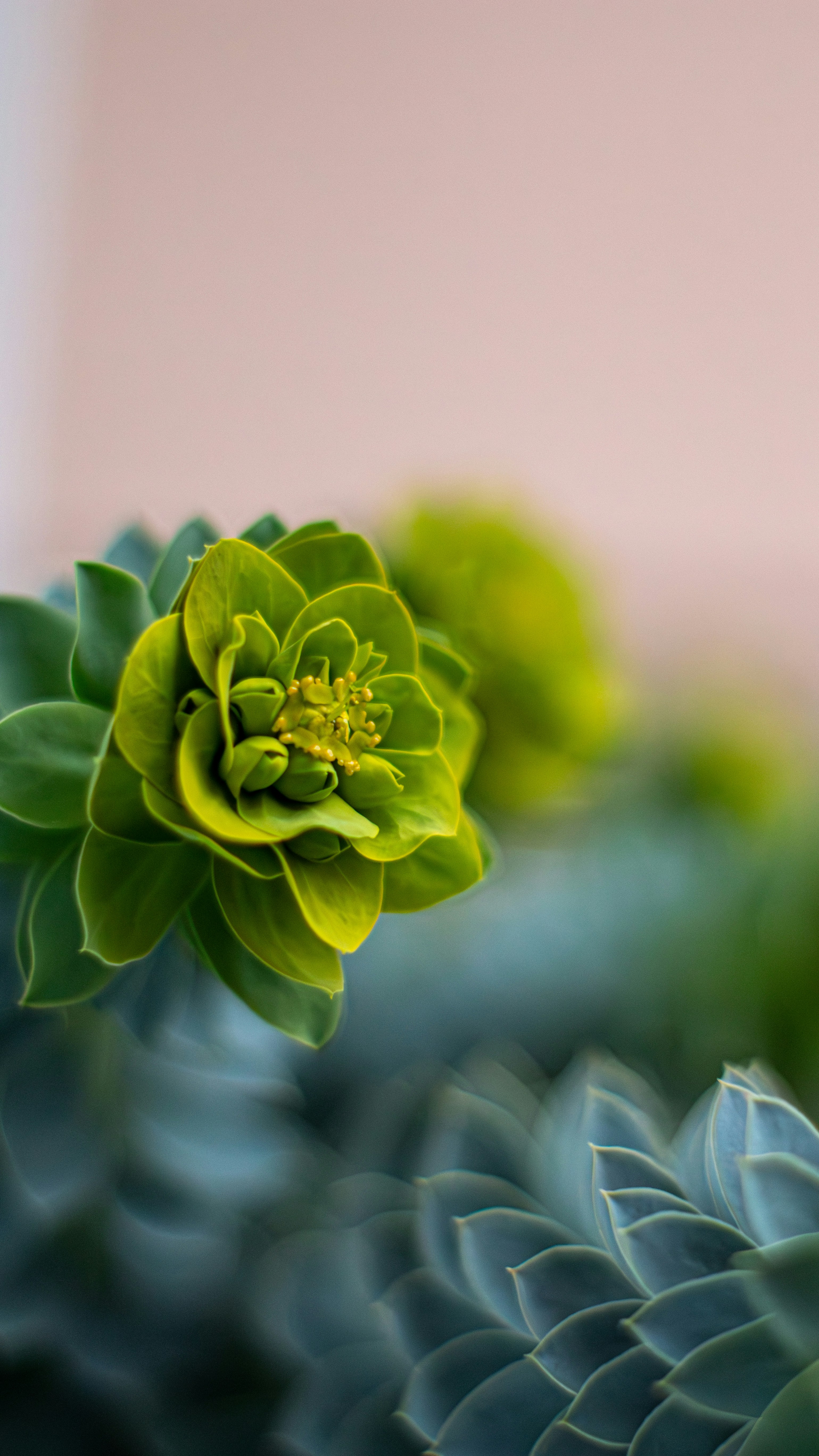 Emerald Bloom: A Close-Up of a Green Succulent Flower