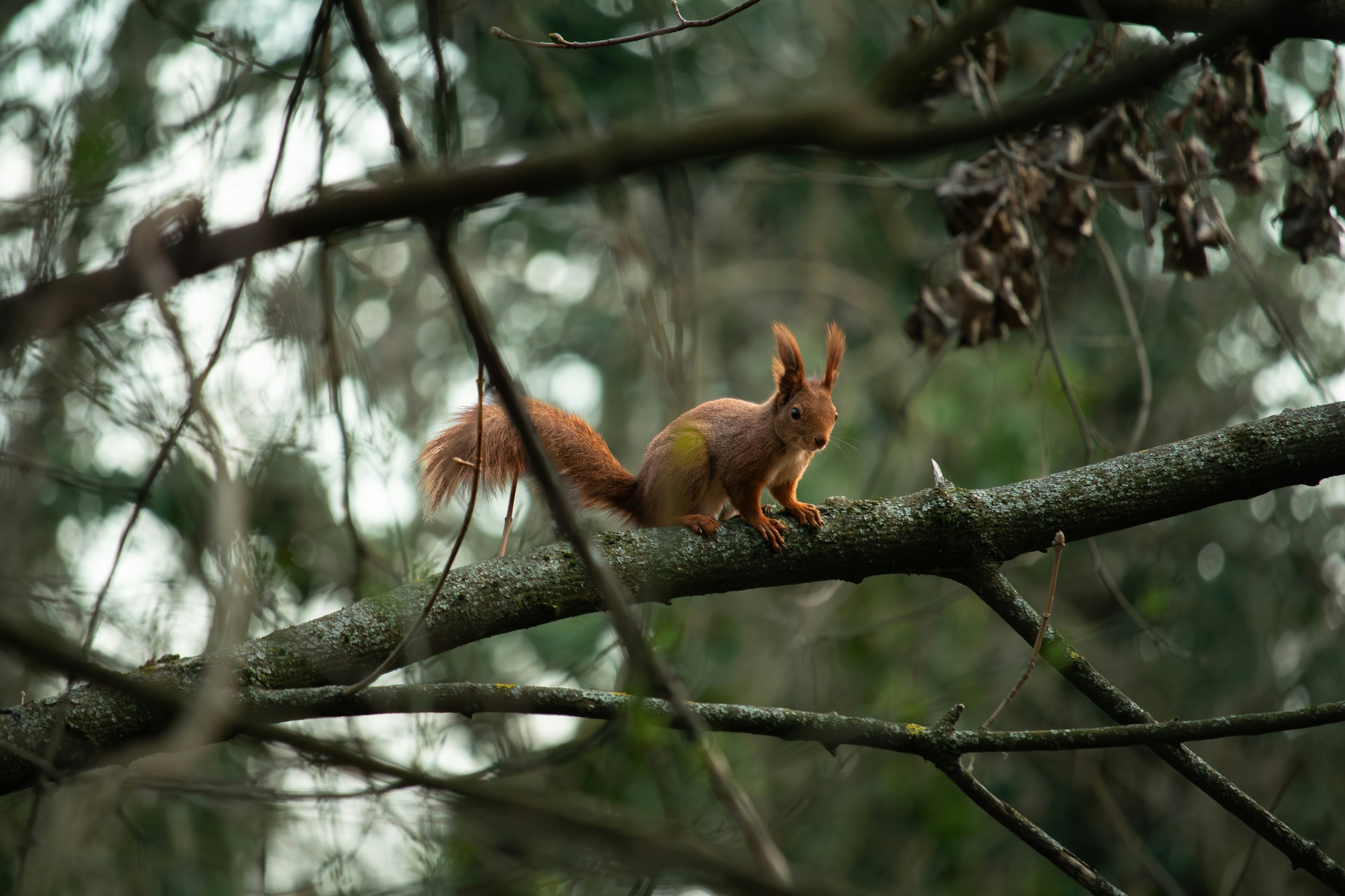Red Squirrel On a Chain of Branches in a Quiet Forest