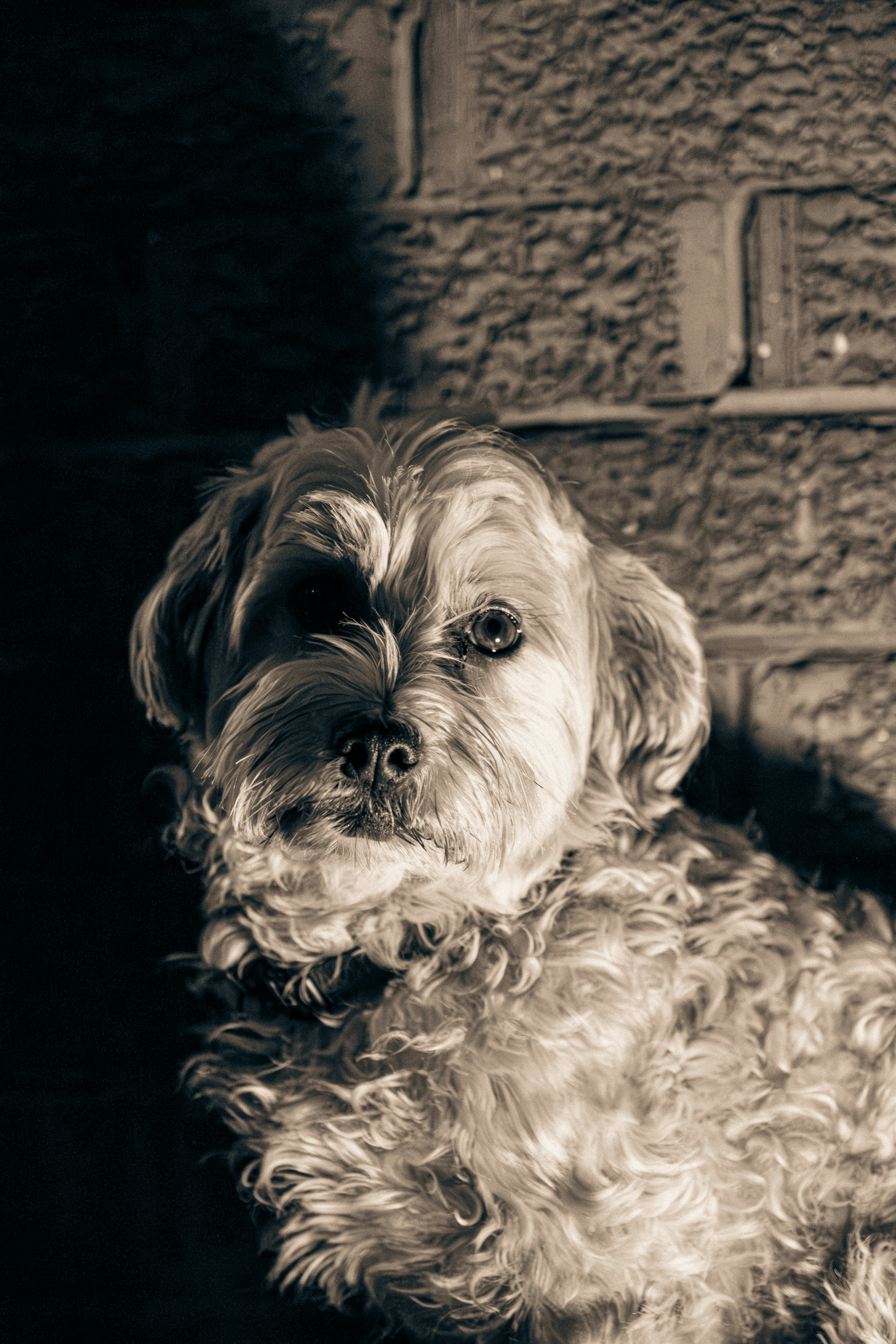 Soft-Shadow Portrait of a Curious Pup Against Brick