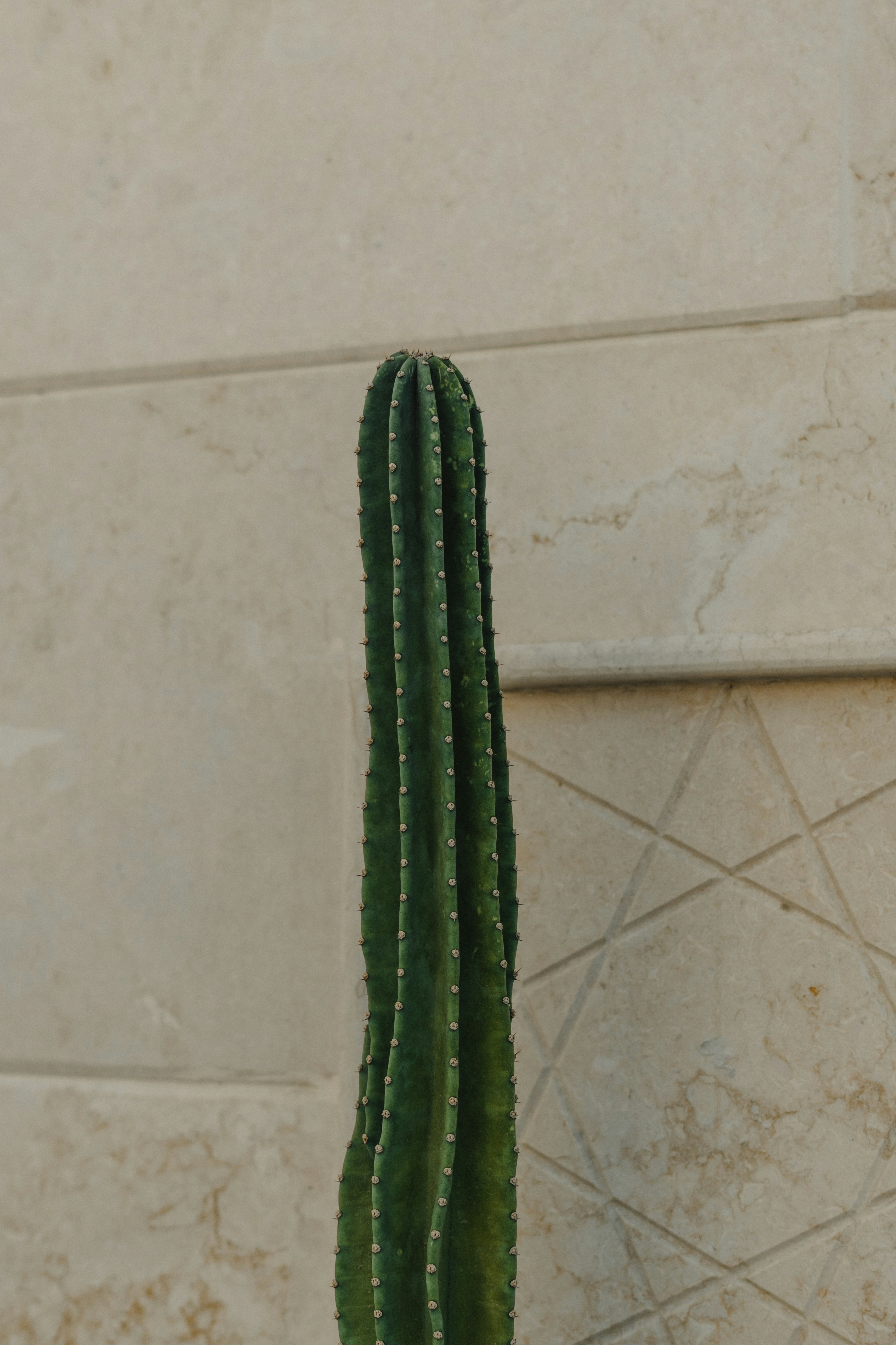 Desert Sentinel: A Lone Cactus Standing Against a Stone Facade