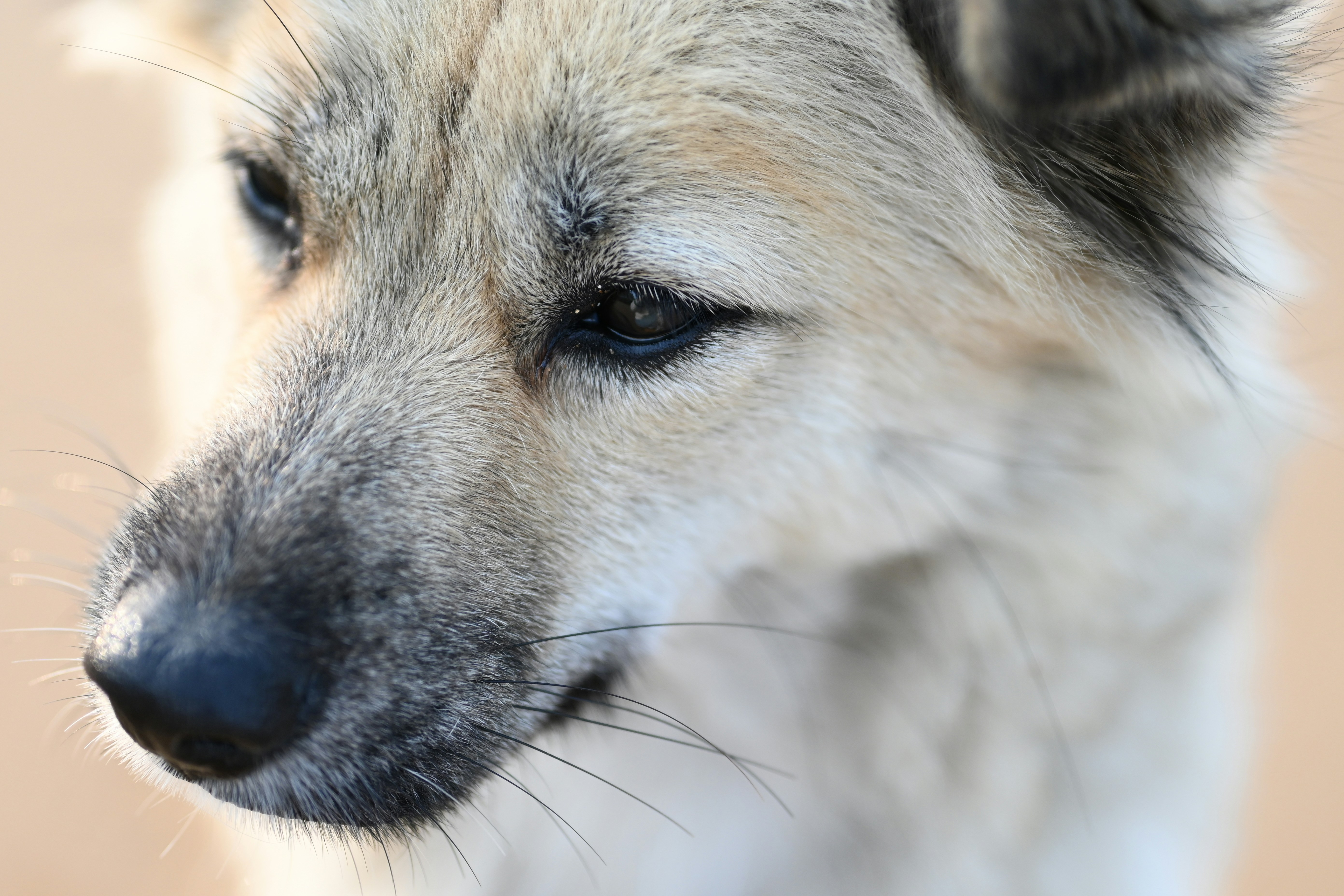 Close-up of a calm, half-turned dog’s face with warm light