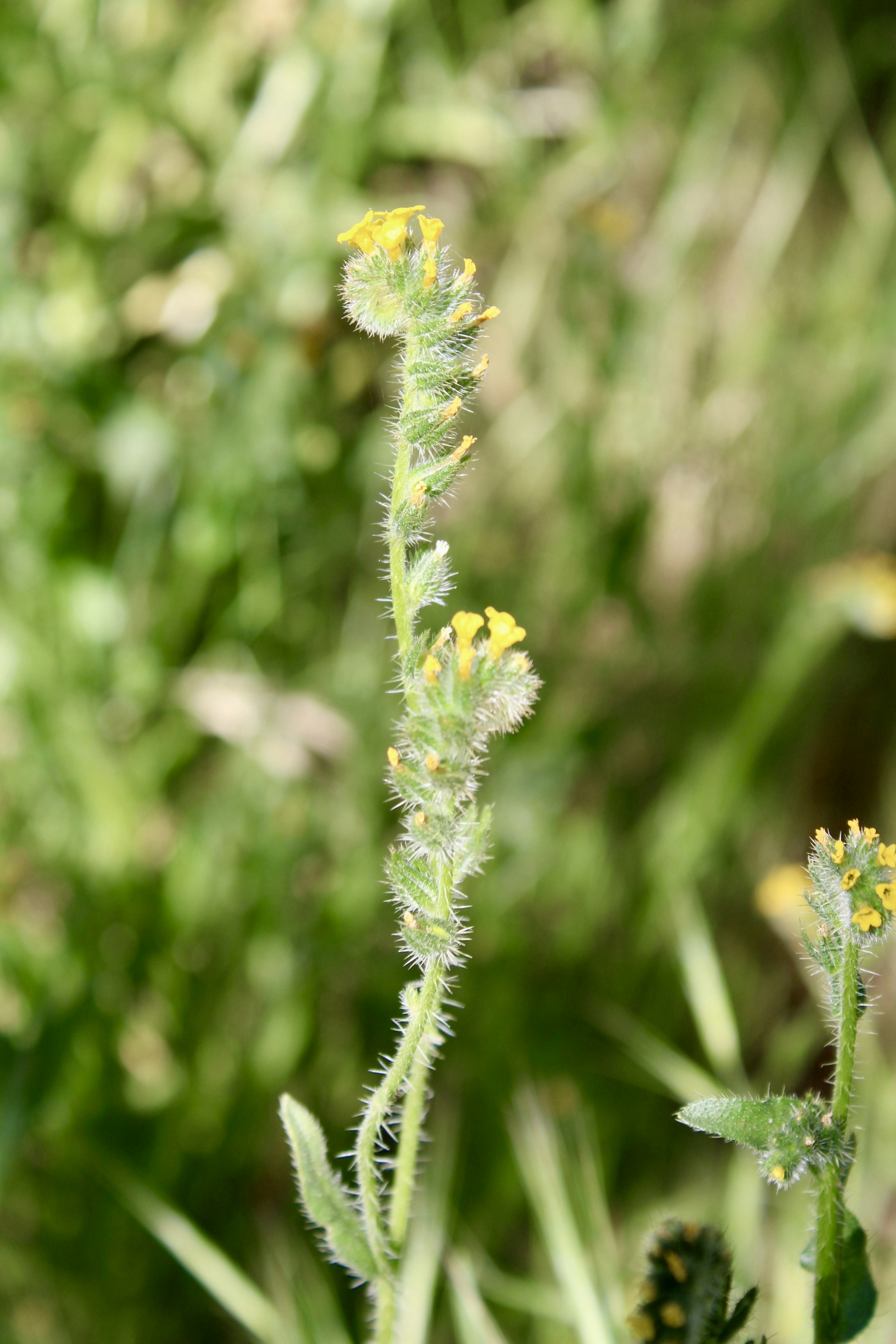 Solar-Leaf Spikes: A Close Encounter with Yellow-Studded Dandelion-like Bloom