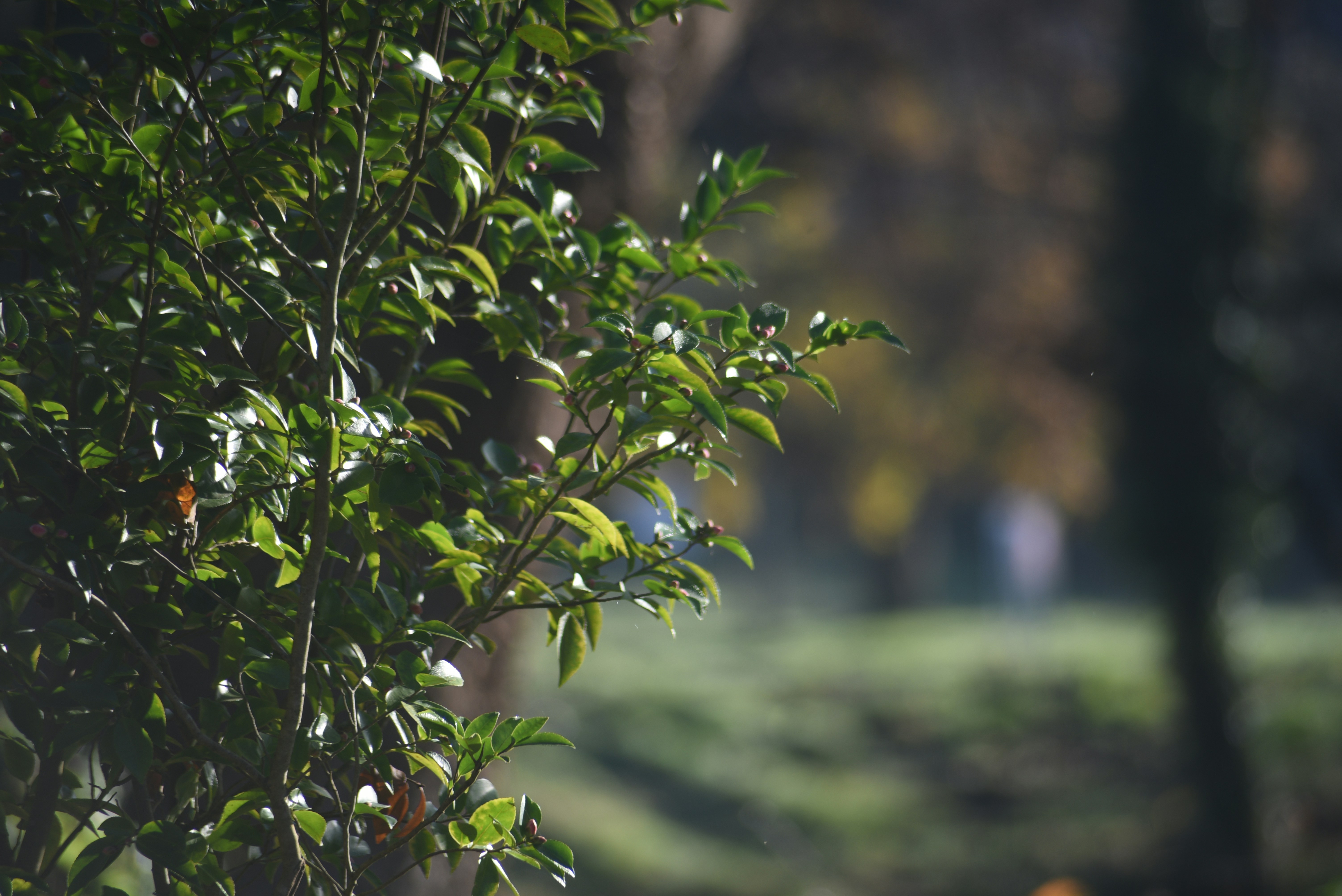 Fogged Quiet: Leaves in Focus Against a Distant Garden