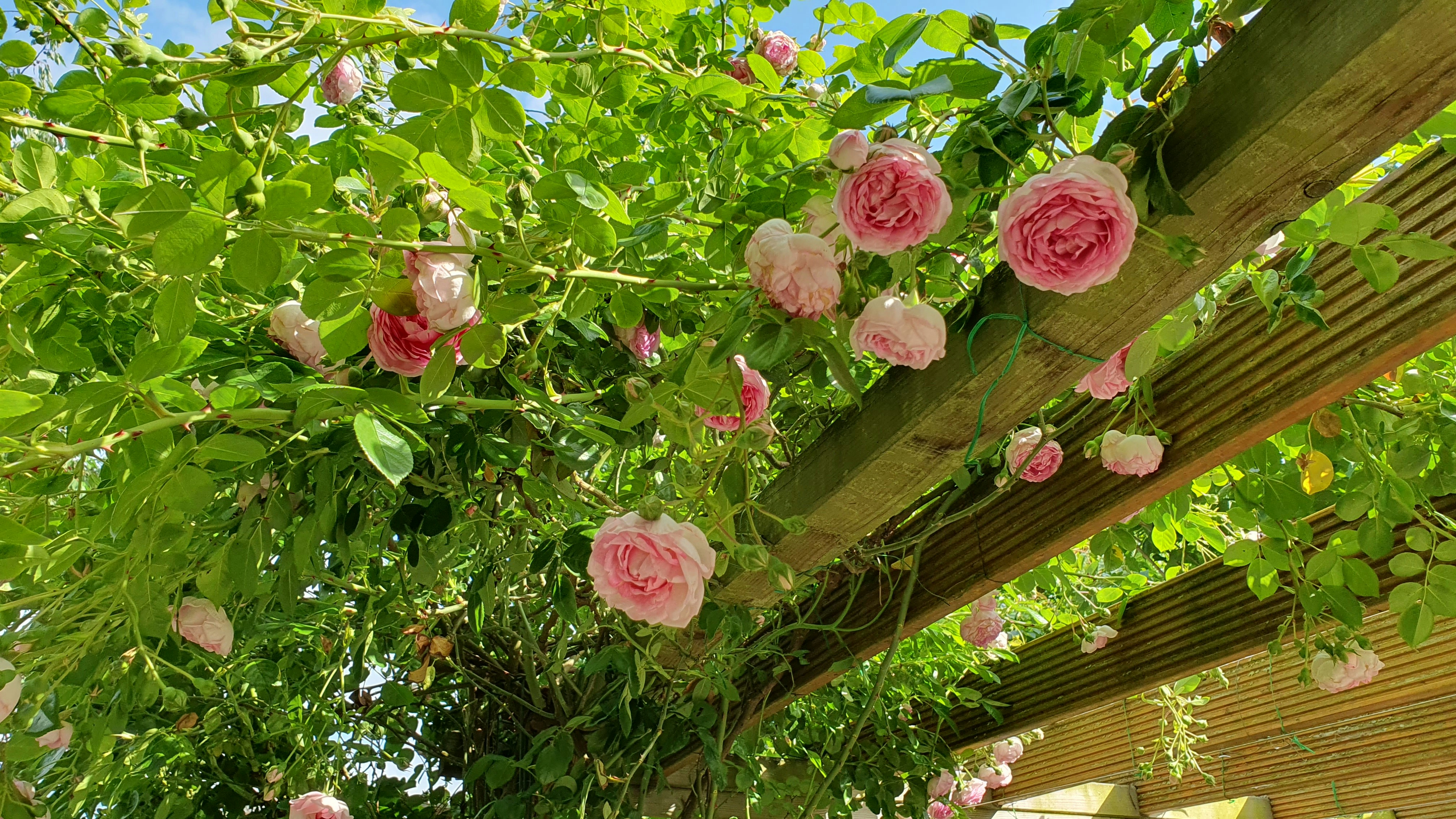 Sunlit Pink Roses Framing a Wooden Arbor