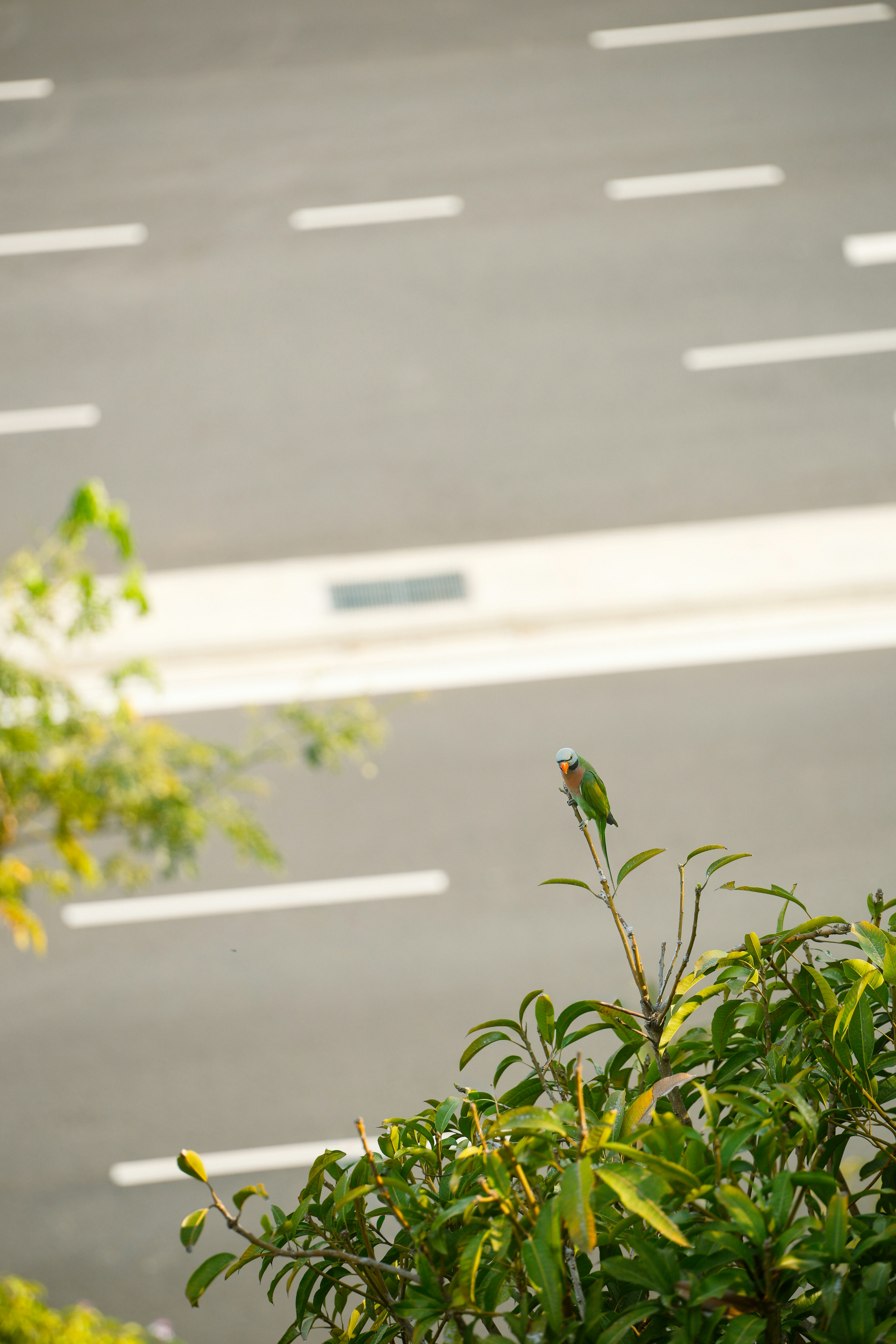 Green Parrot on a City Edge