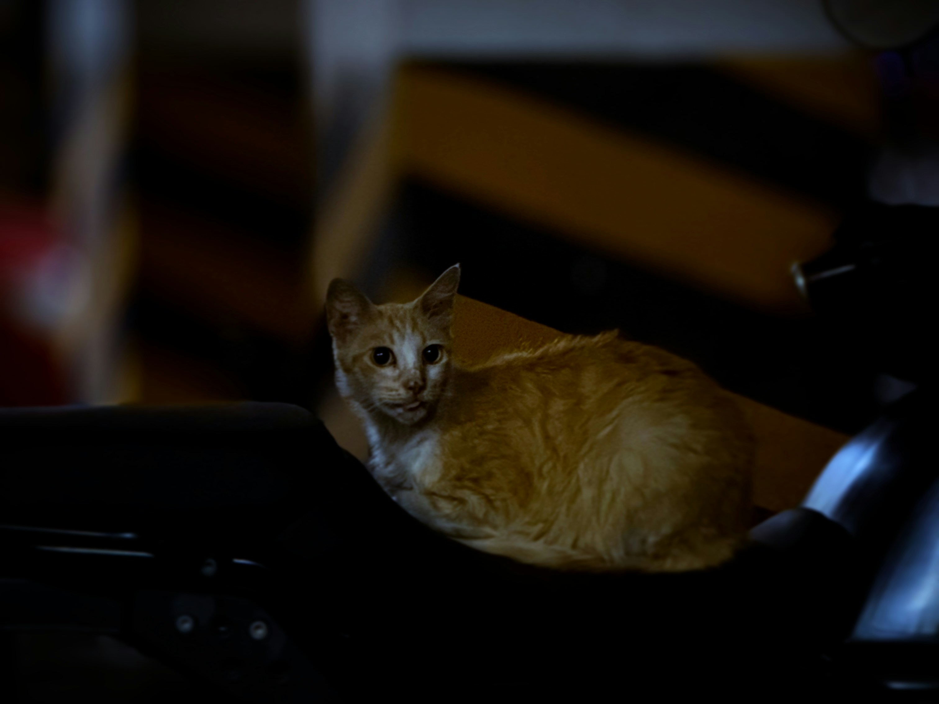Low-Light Streetwise Cat Under Neon Glow