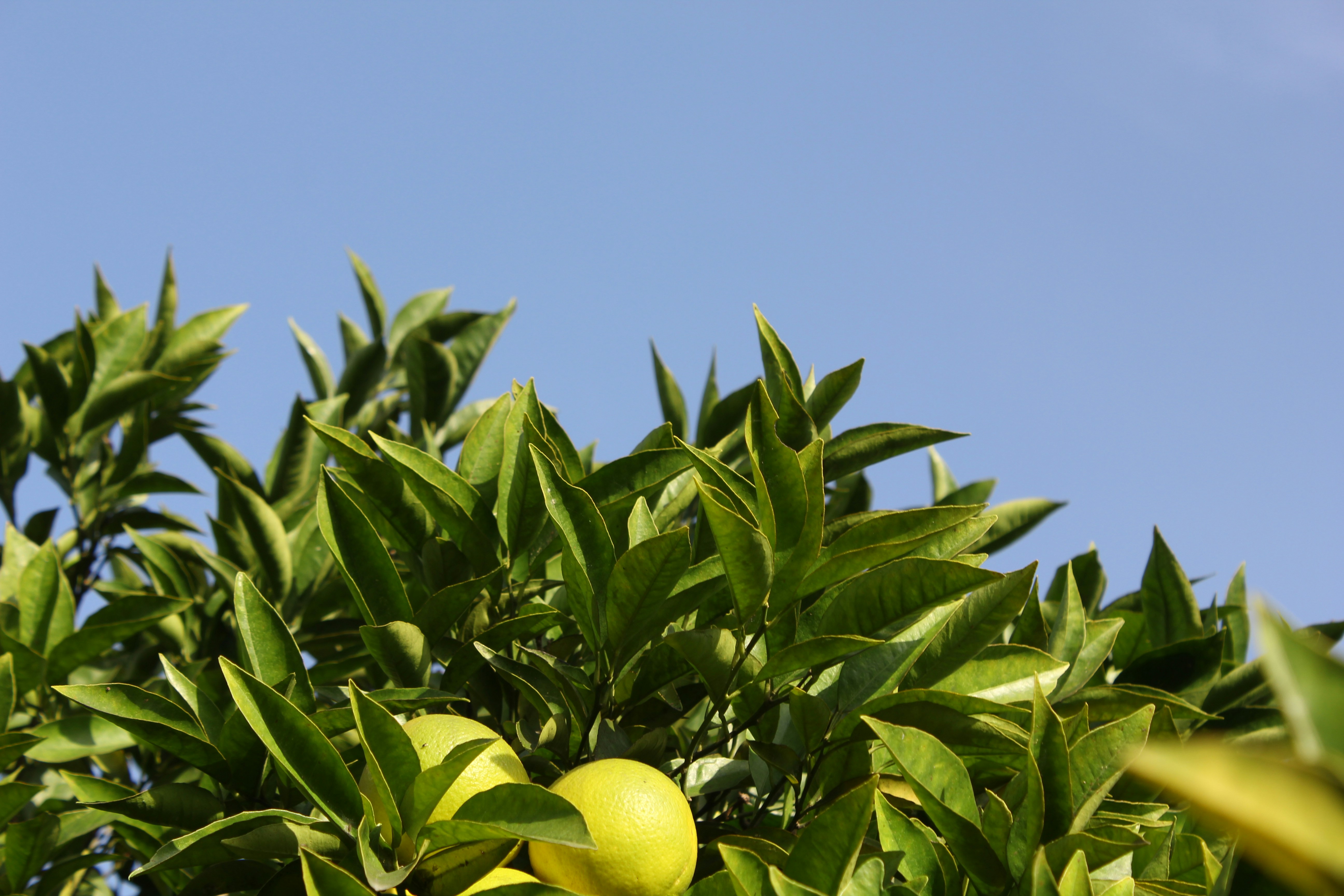 Lemon Orchard Crest: Sunlit Foliage Framing a Gentle Yield