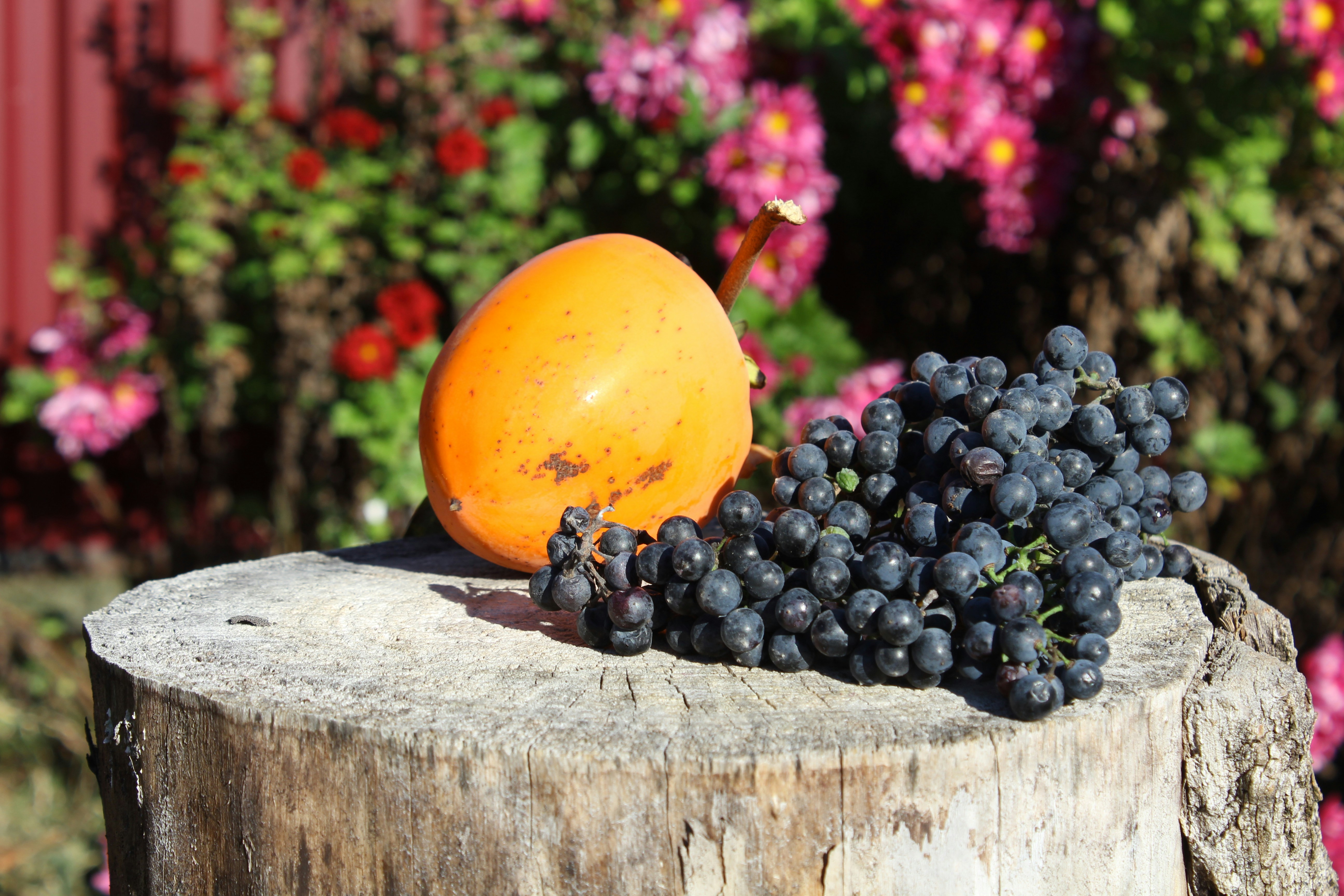 Orange Fruit and Black Grapes Resting on a Weathered Stump