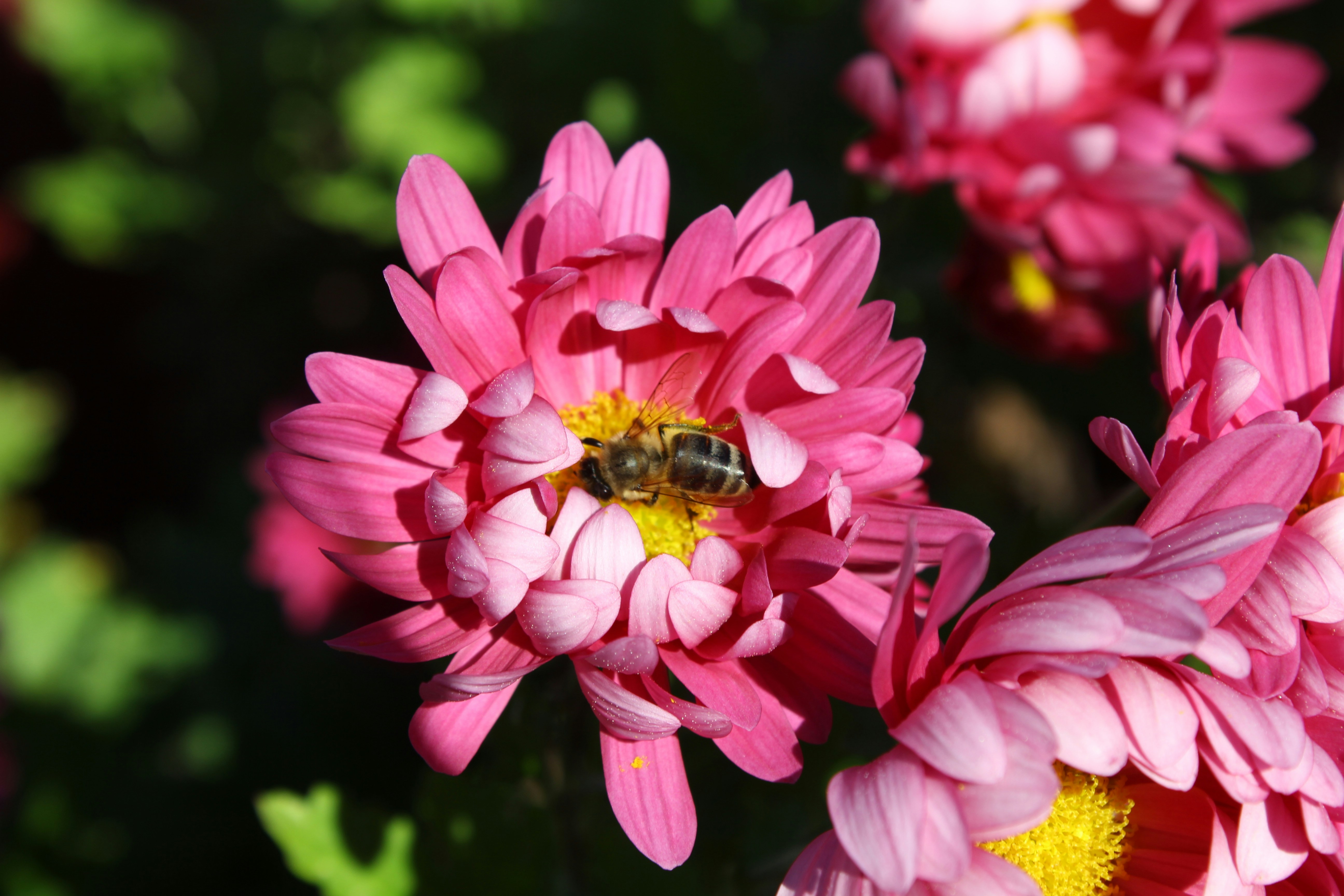 Bee at the Pink Chrysanthemum Core