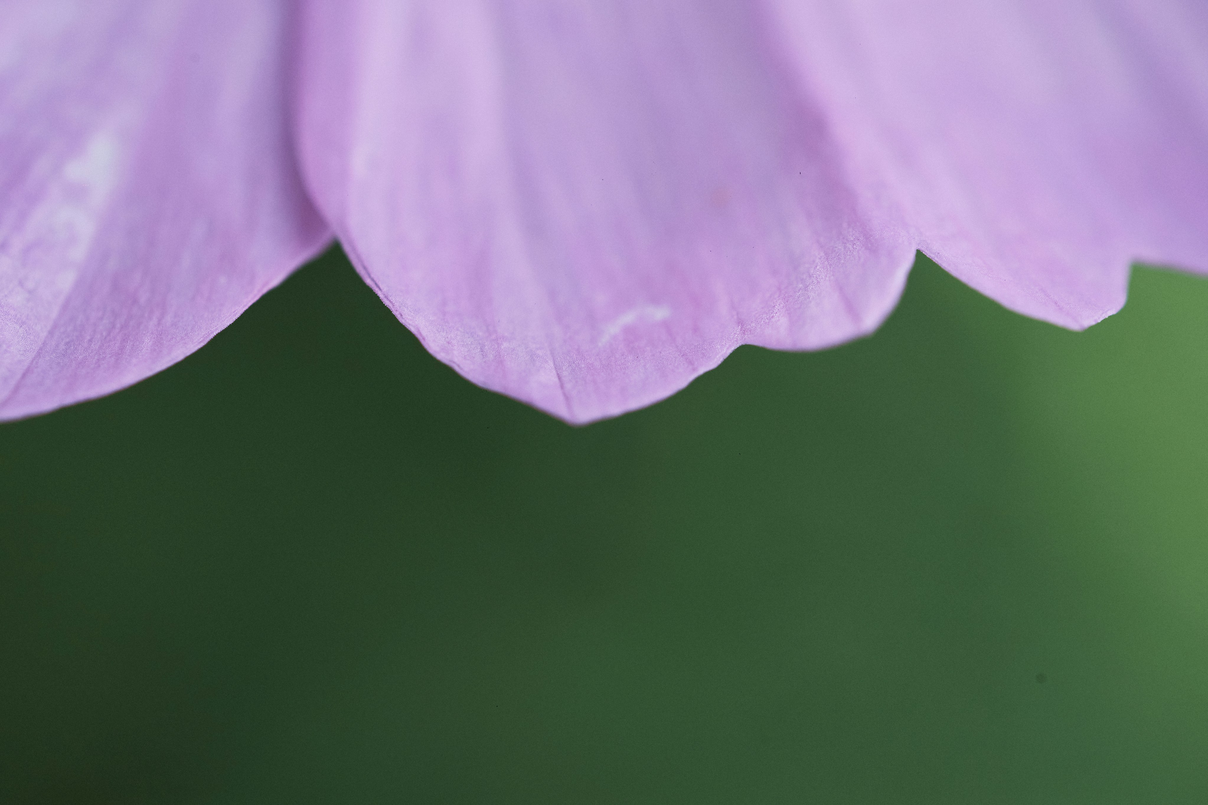 Petal Edge in Focus: A Purple Bloom Framing the Quiet Green