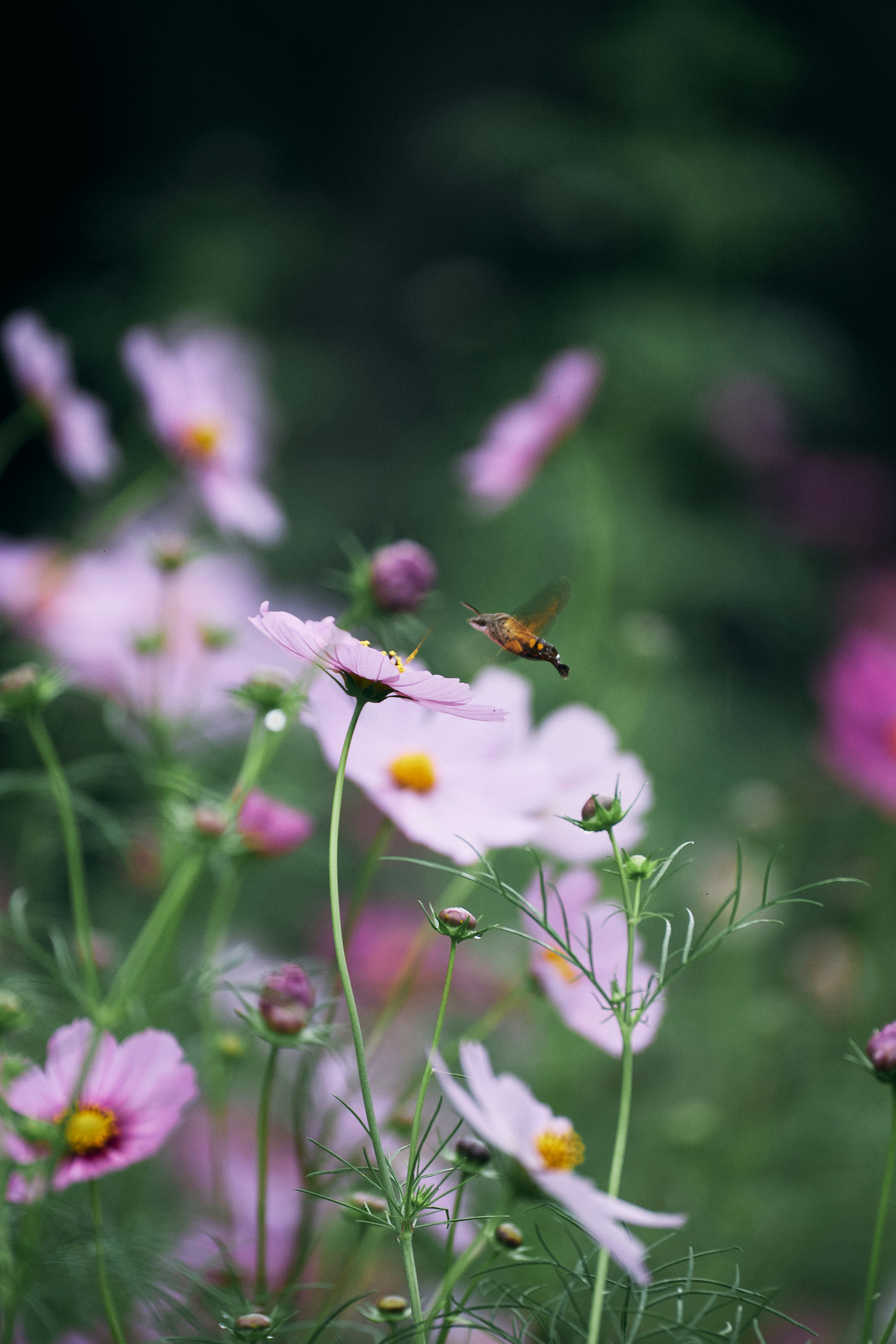 Hummingbird in a blush of cosmos: a moment of hover above petals