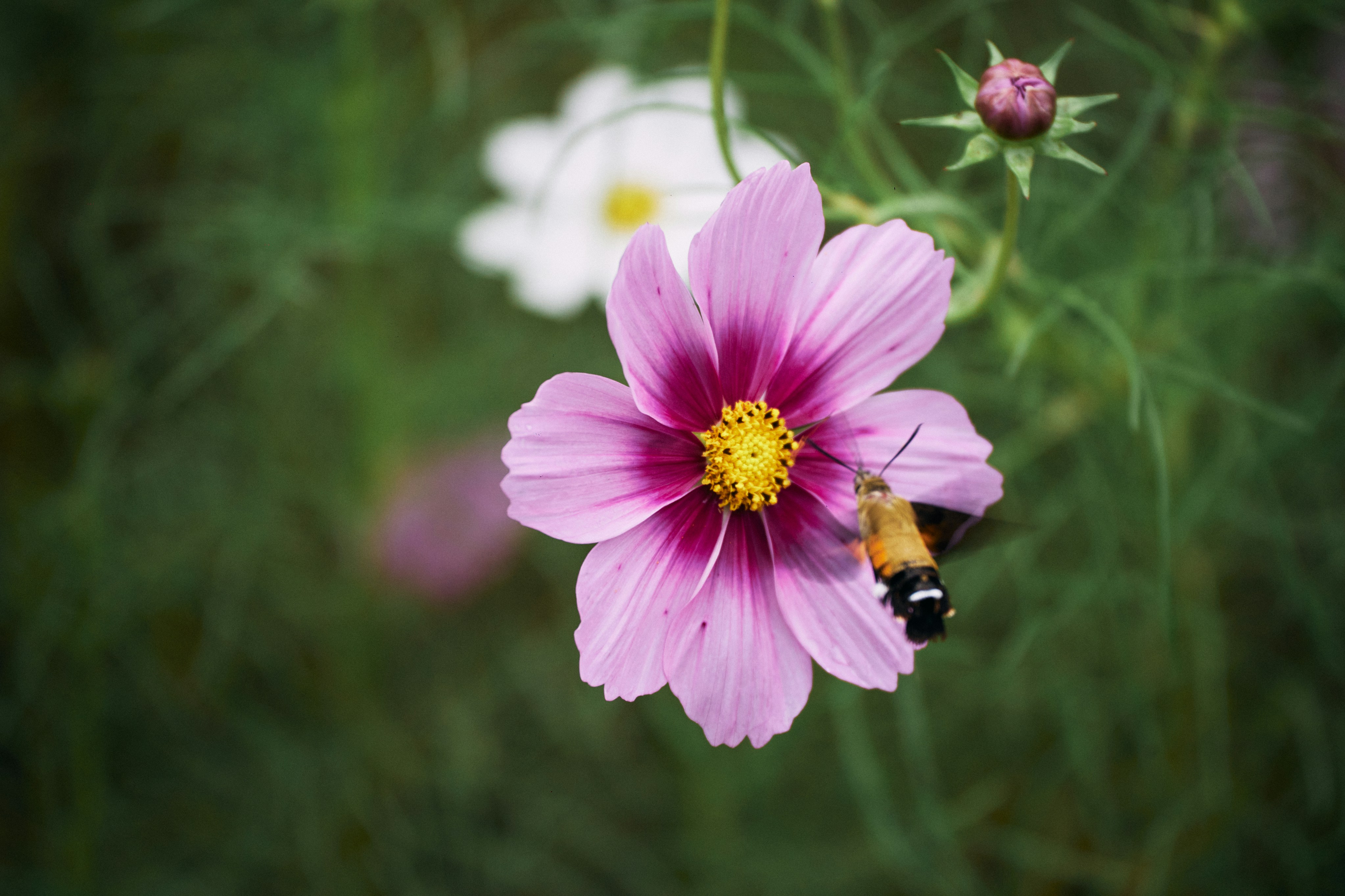 Pink Cosmos in Focus: Bee at the Center of Color