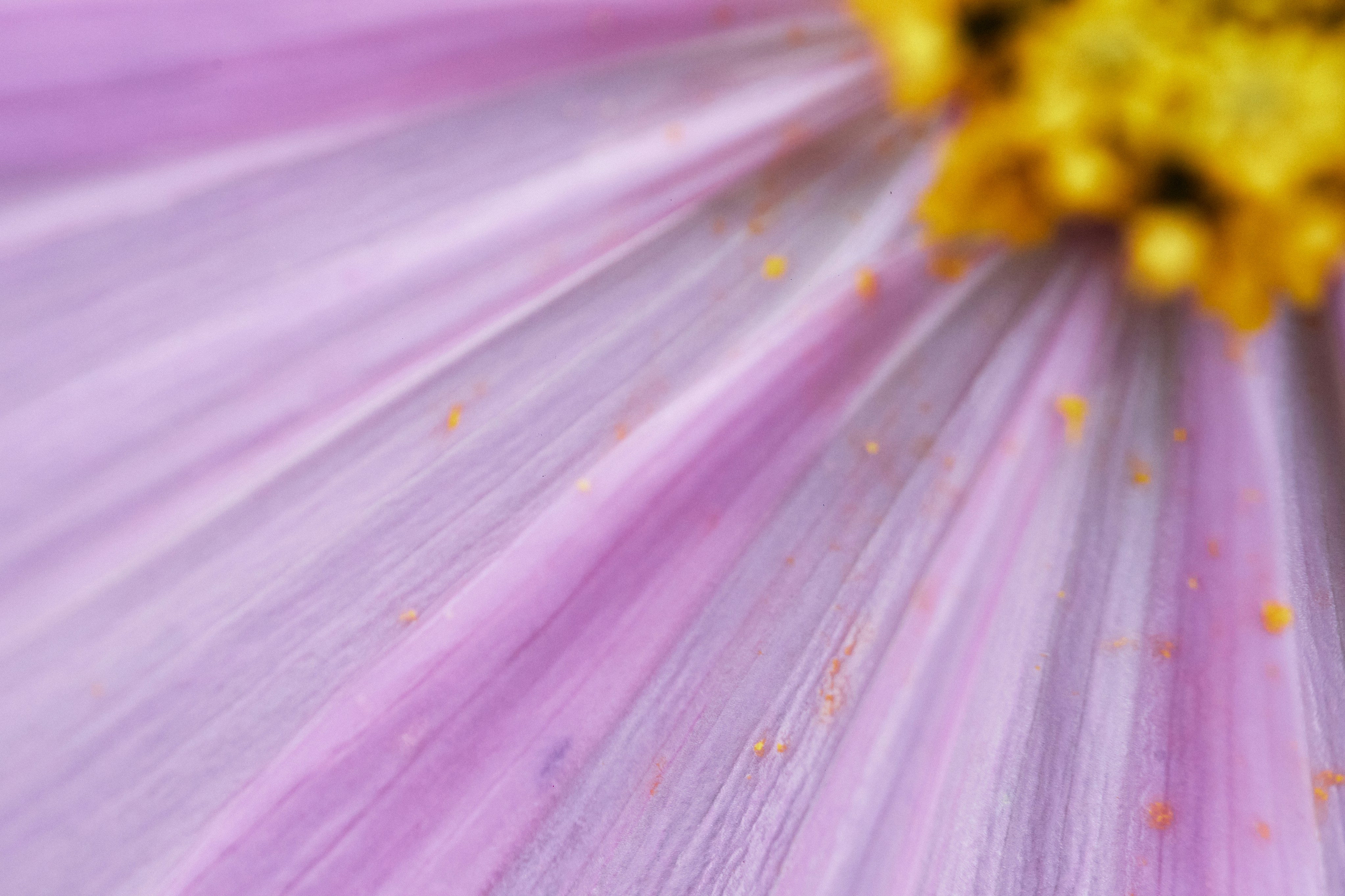 Petals Flashing with Light: A Macro View into a Purple Flower
