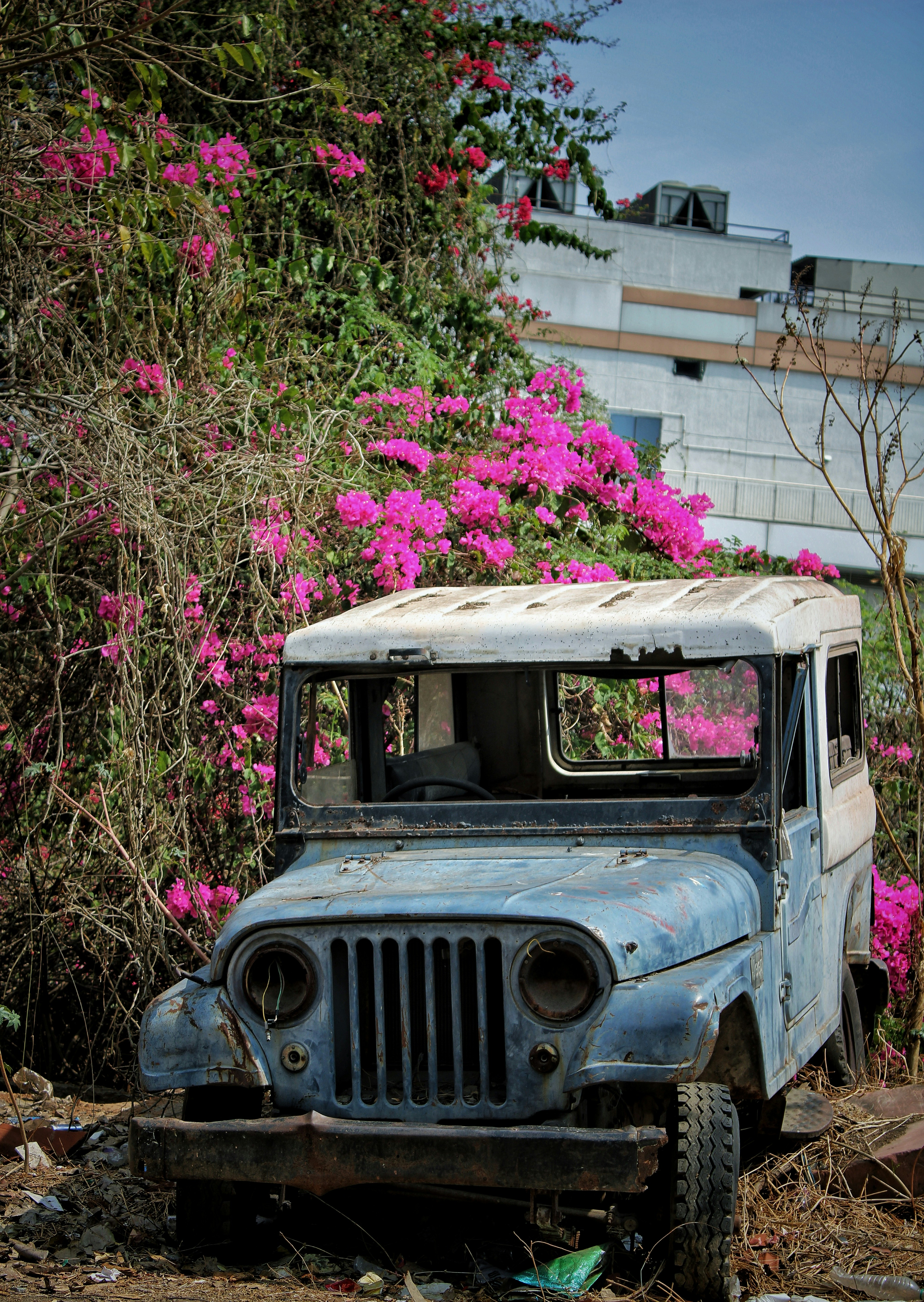 A Silent Survivor: rusted jeep with pink bougainvillea in an urban overgrowth