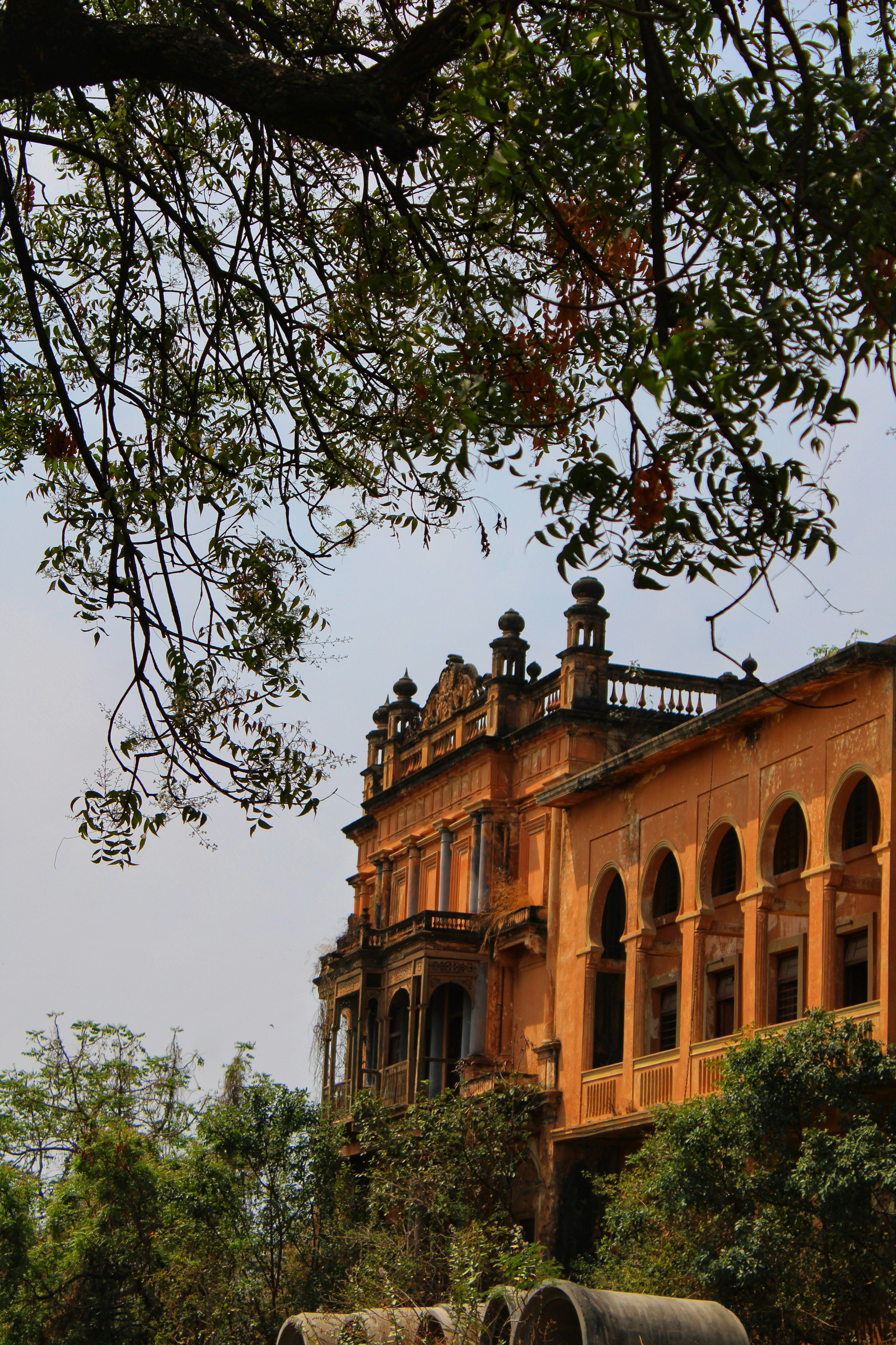 Sunlit Veranda: An Aged Terrace Beneath Tangle of Branches