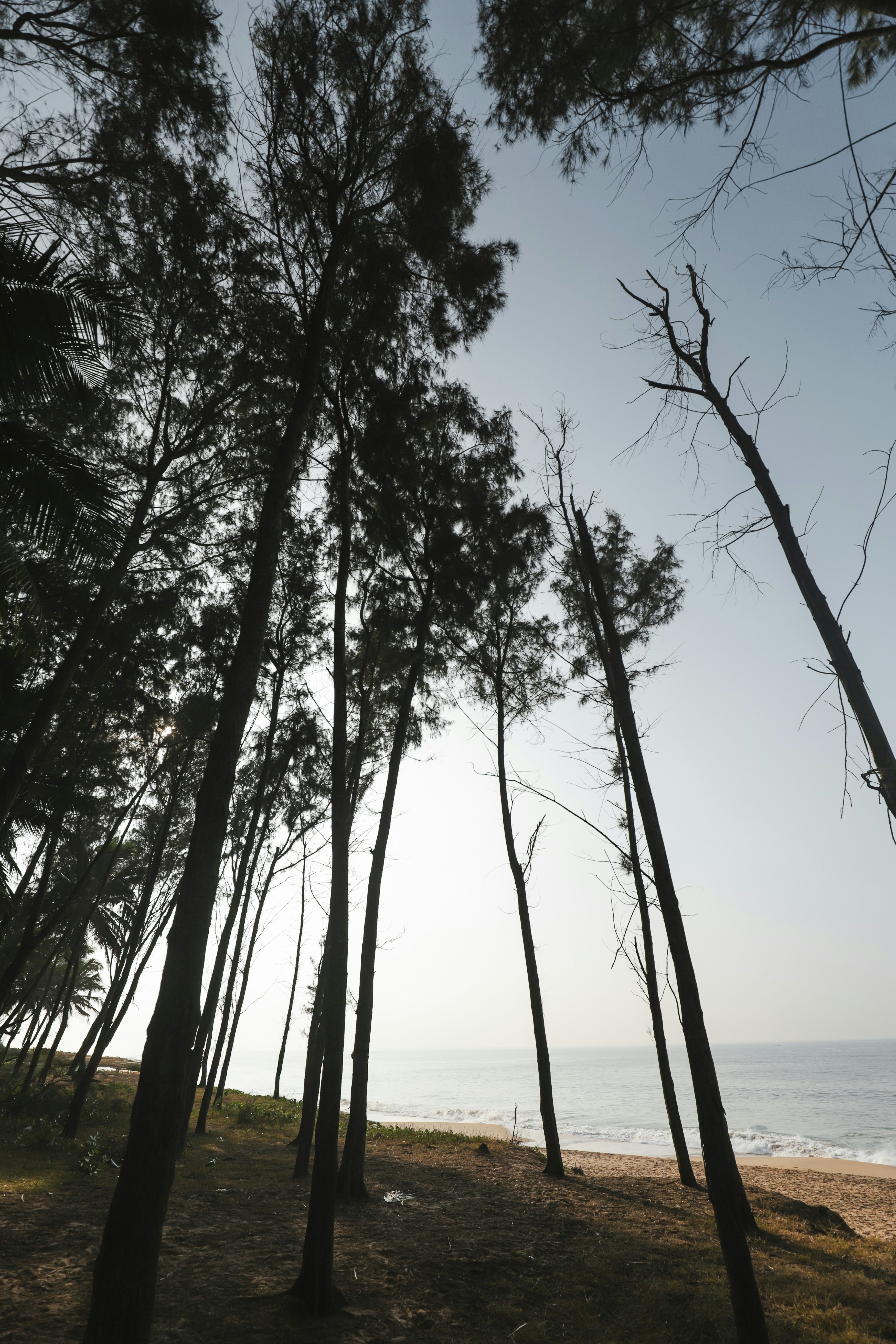 Trees Lean Toward the Sea: A Quiet Shoreline Between Sky and Sand