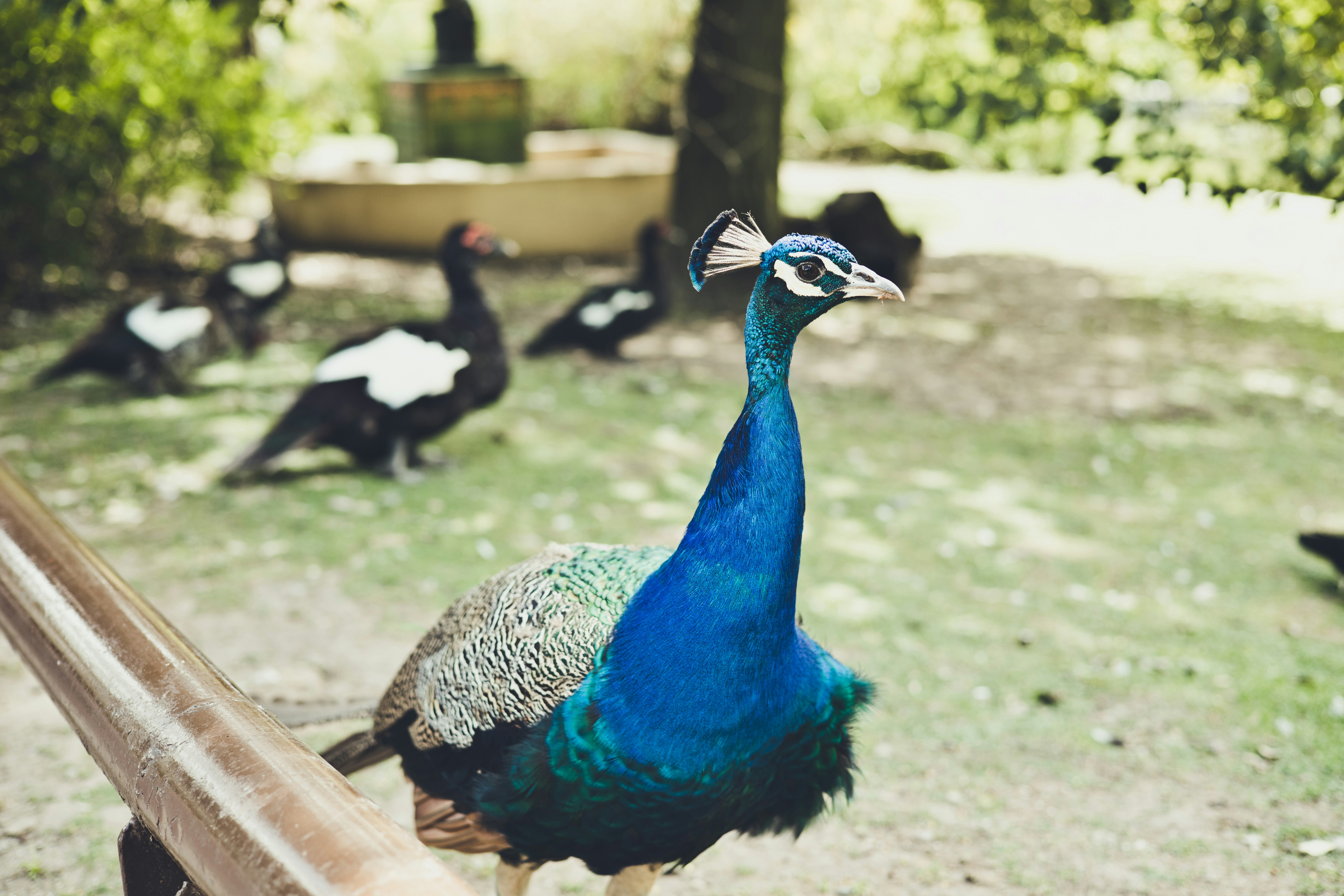 Peacock in Focus: Crowned in Blue Amid Parkside Gulley