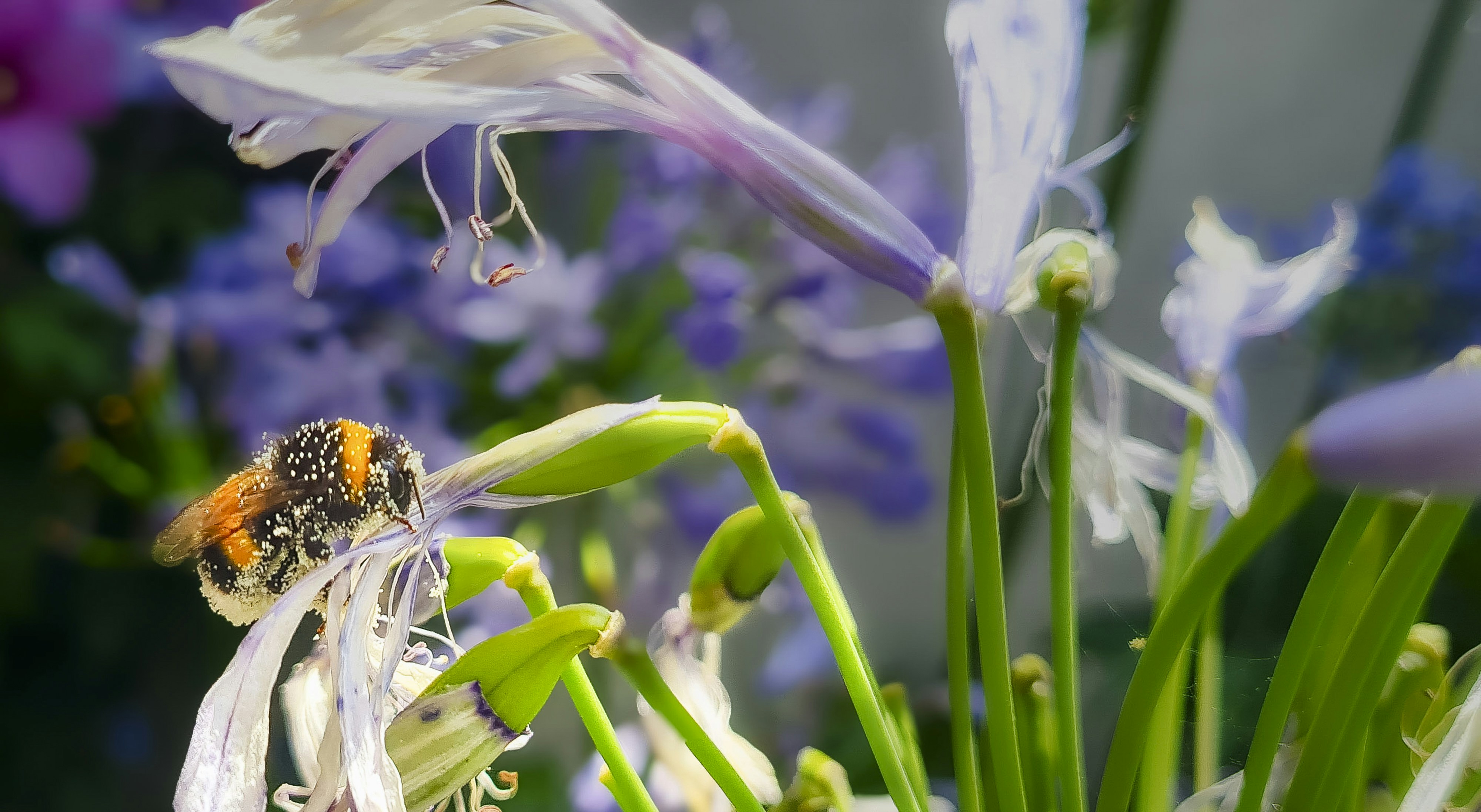 Dust of pollen on a honeybee’s wing among garden blooms