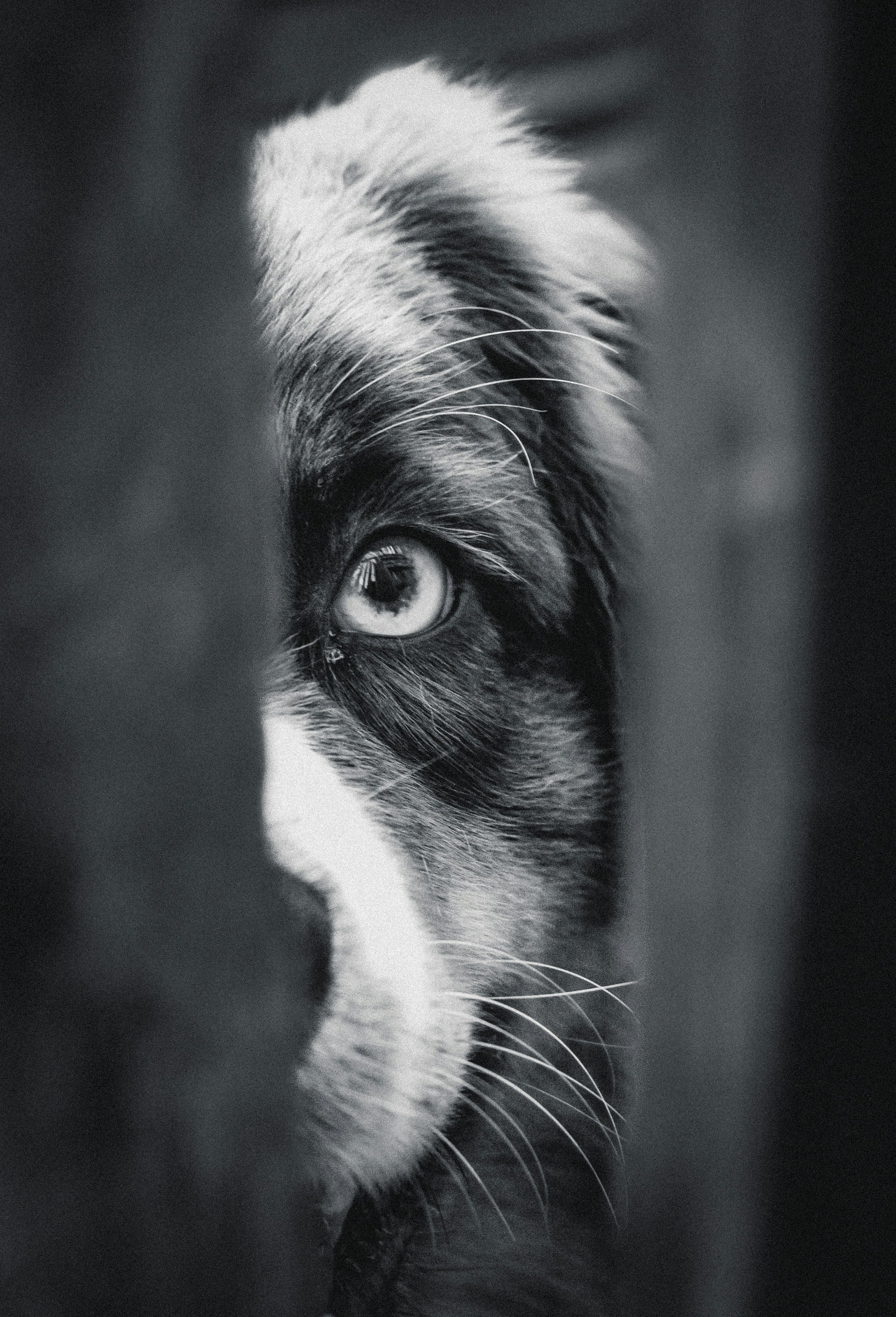 Peek of a Gentle Guardian: An Intimate Half-Face Portrait